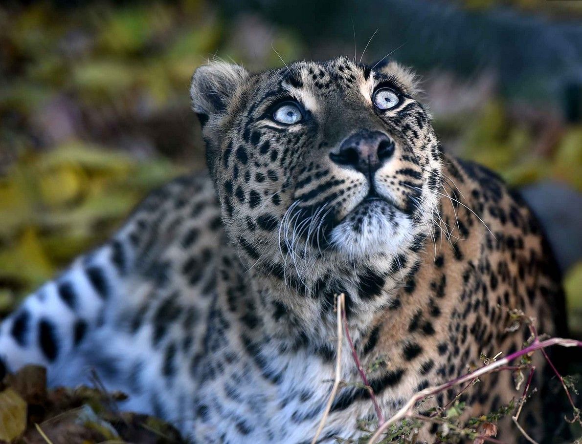 His majesty the leopard | Scrolller