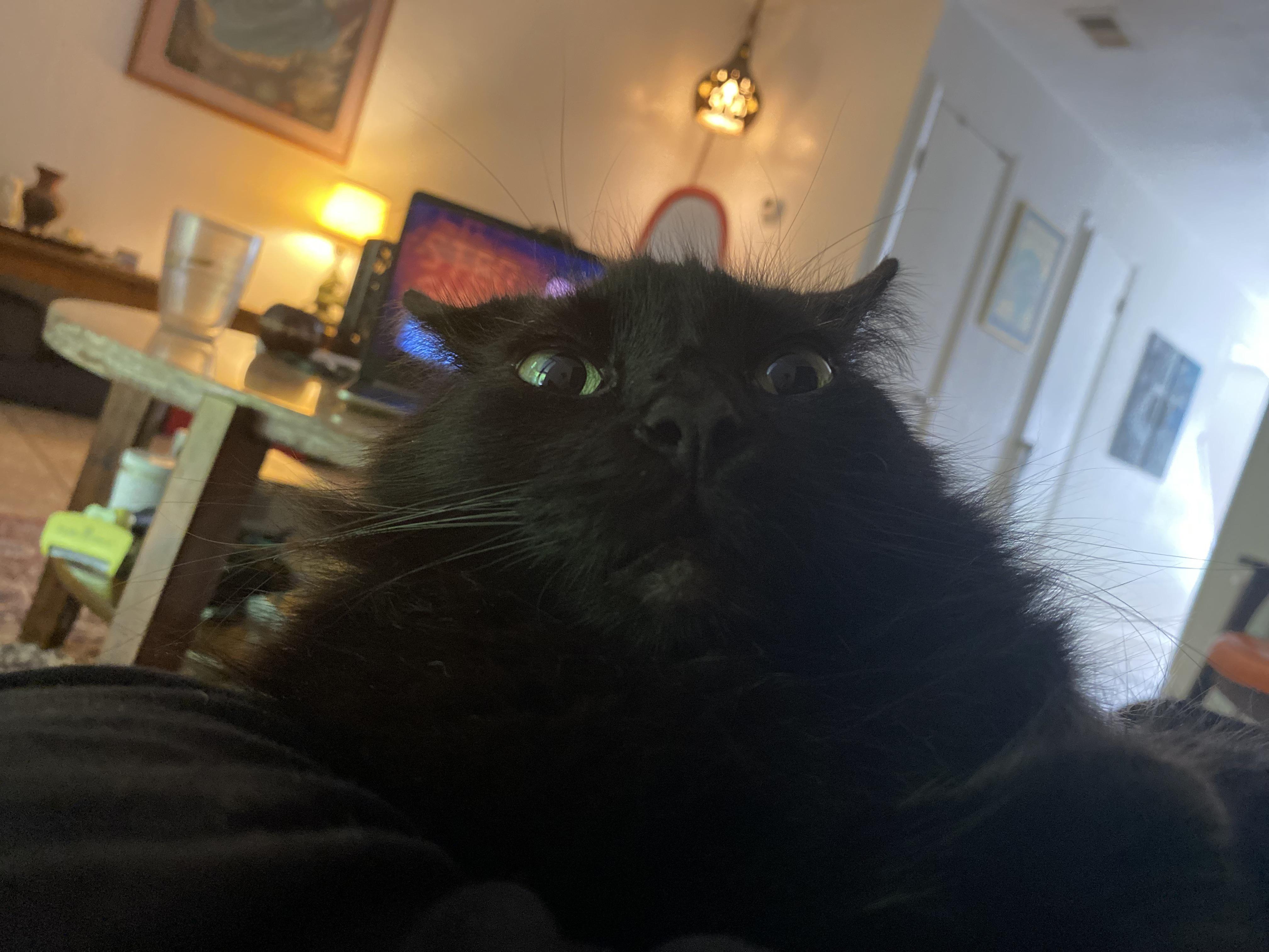 His Royal Highness | Scrolller