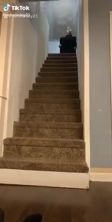 HMC while I dive down the stairs | Scrolller