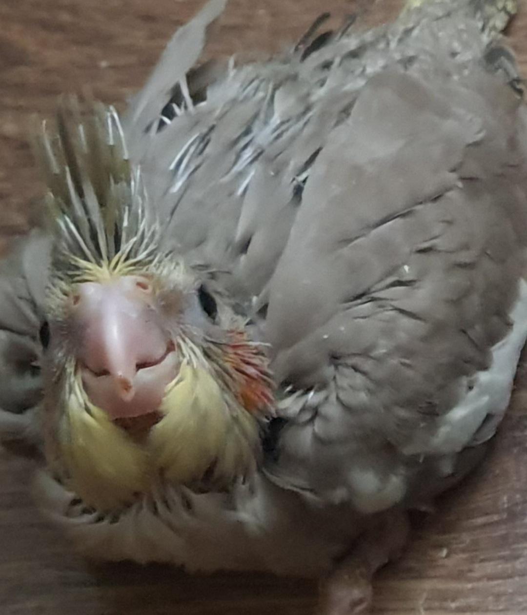 Hoi hooman | Scrolller