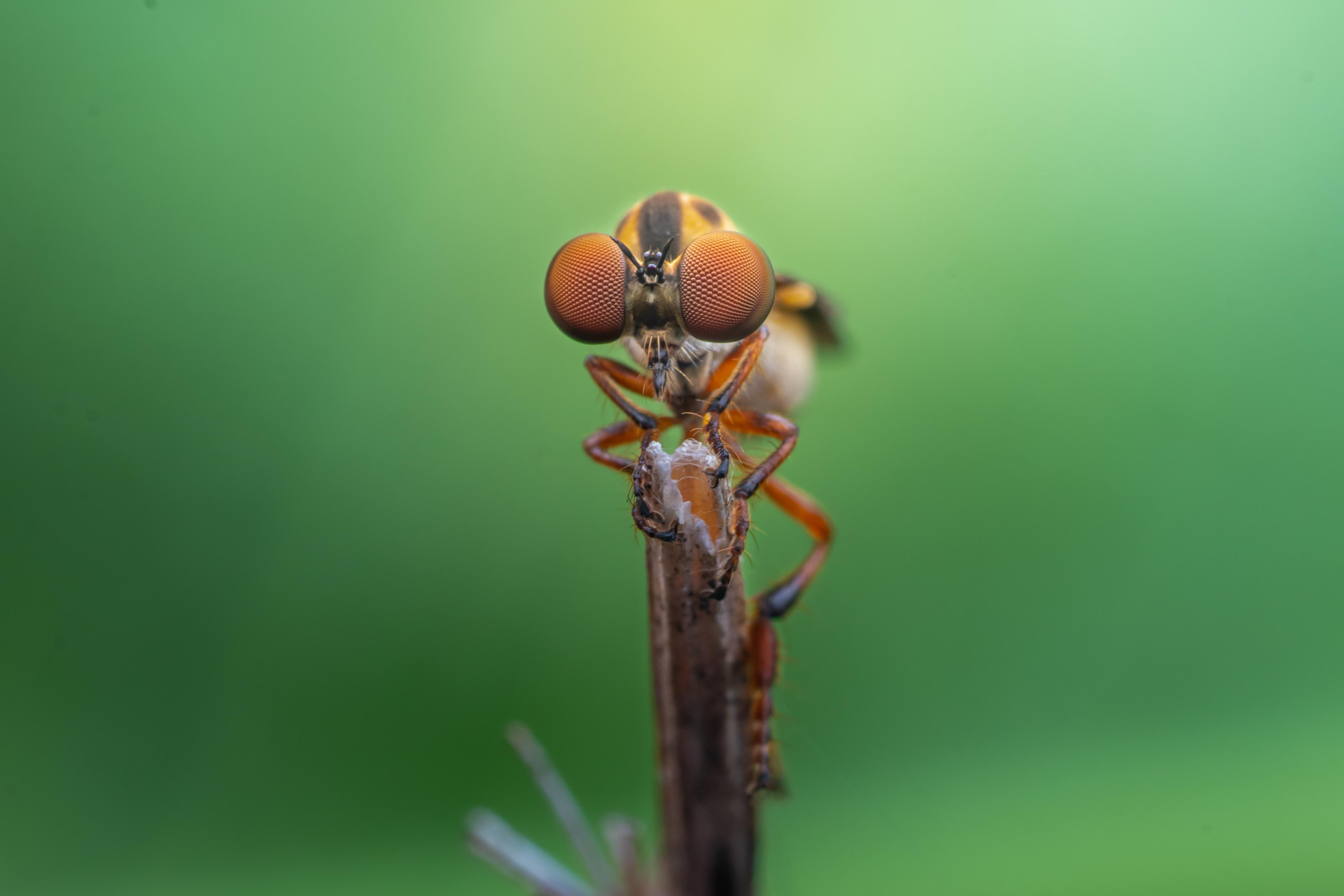 Holcacephala Sp Robber Fly [4348×2899] | Scrolller