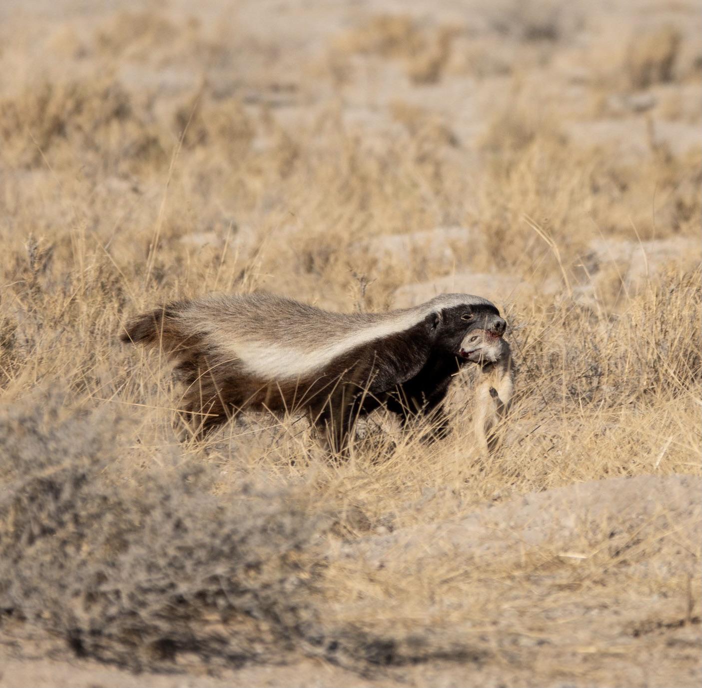 Honey badger with a fresh yellow mongoose kill in its jaws | Scrolller