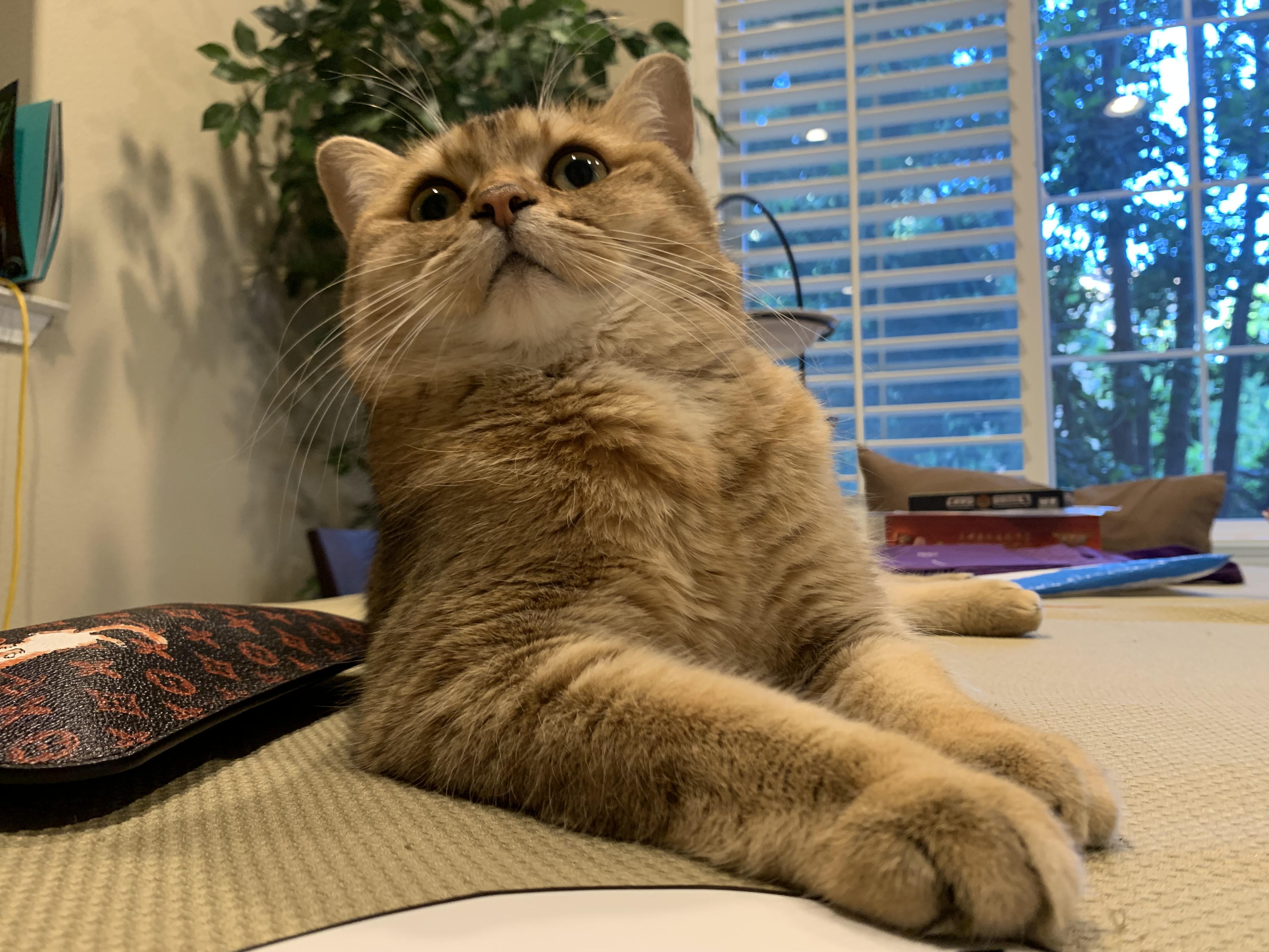 Hooman! Turn on the air conditioning! Now! | Scrolller