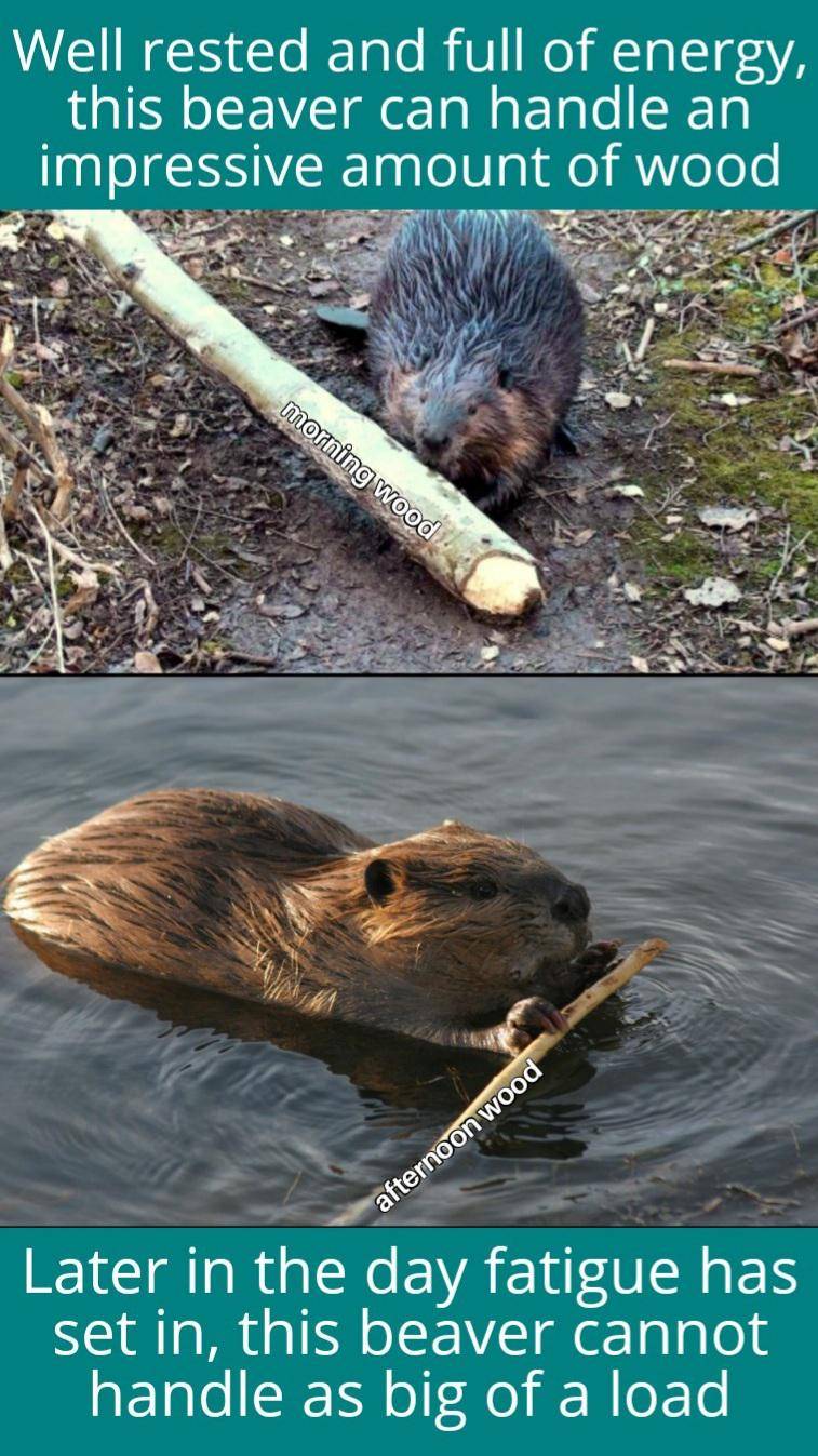 Hot dam, look how wet they are (NSFW) | Scrolller