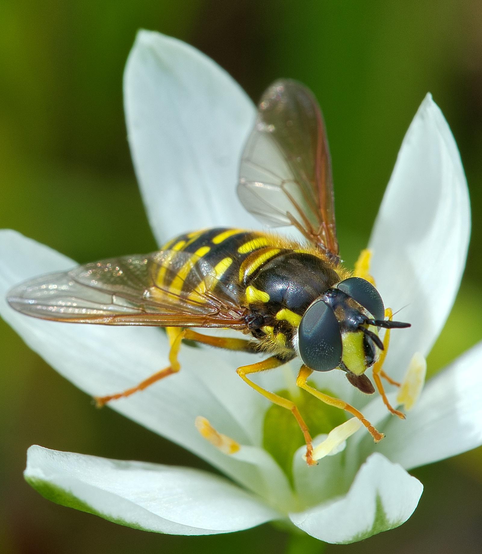 Hoverfly. | Scrolller