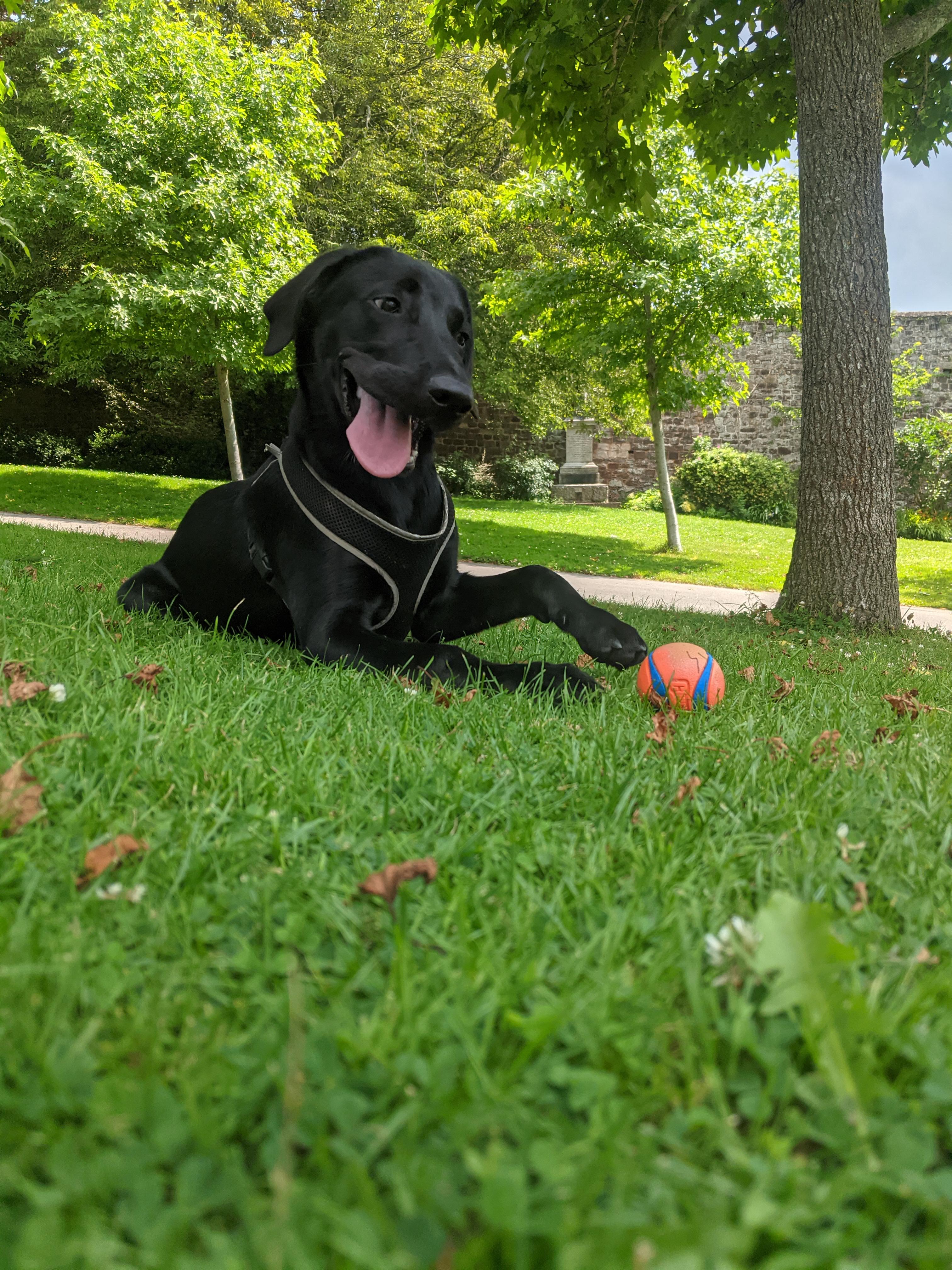 How about my derpy boy, looking like a pixar character | Scrolller