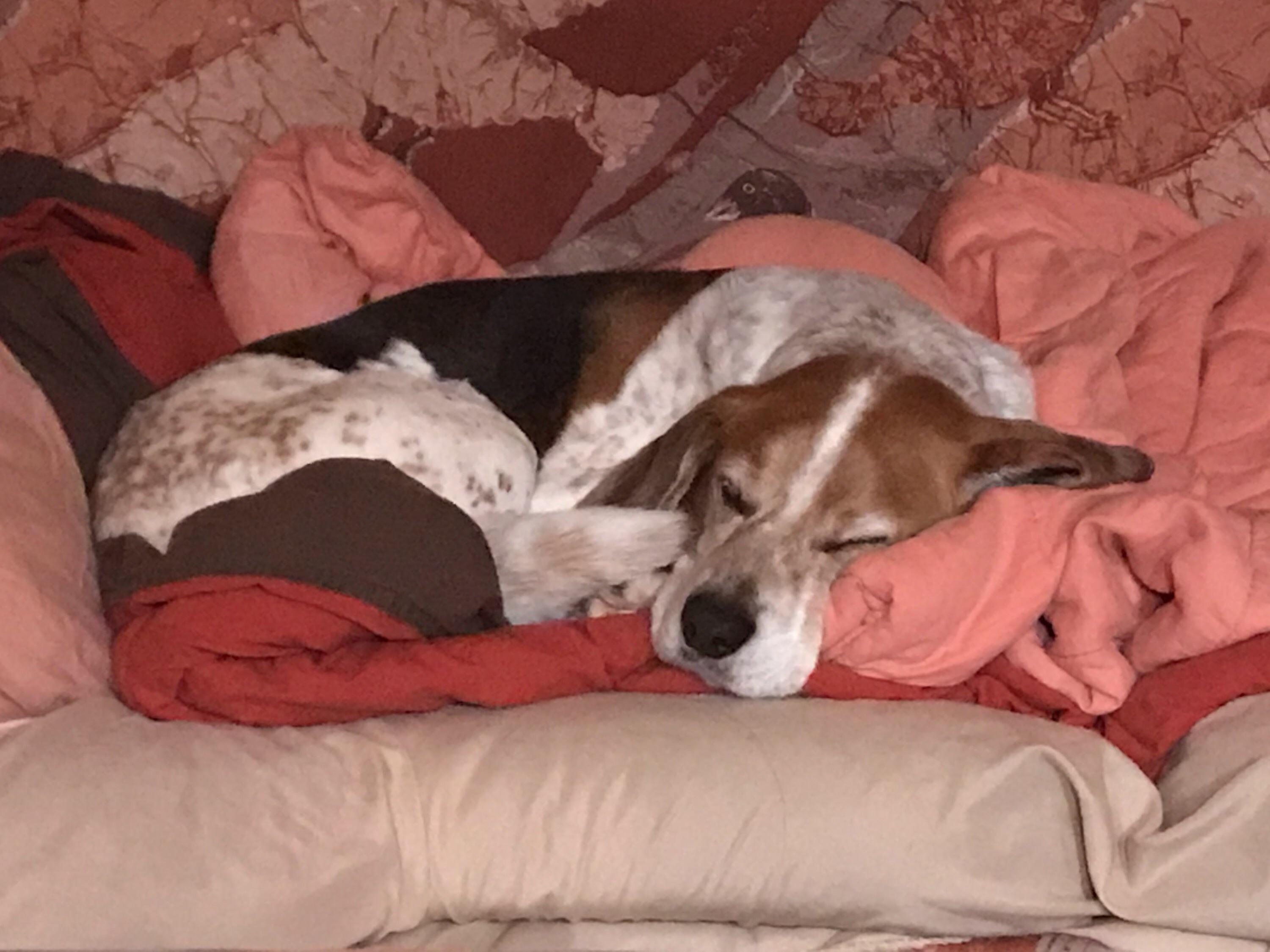 How can one pup have this much squish | Scrolller