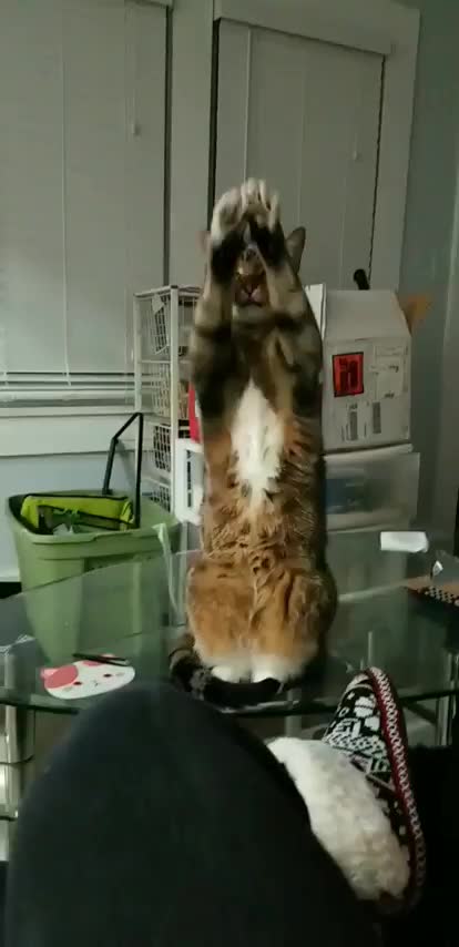 how can you resist ? | Scrolller