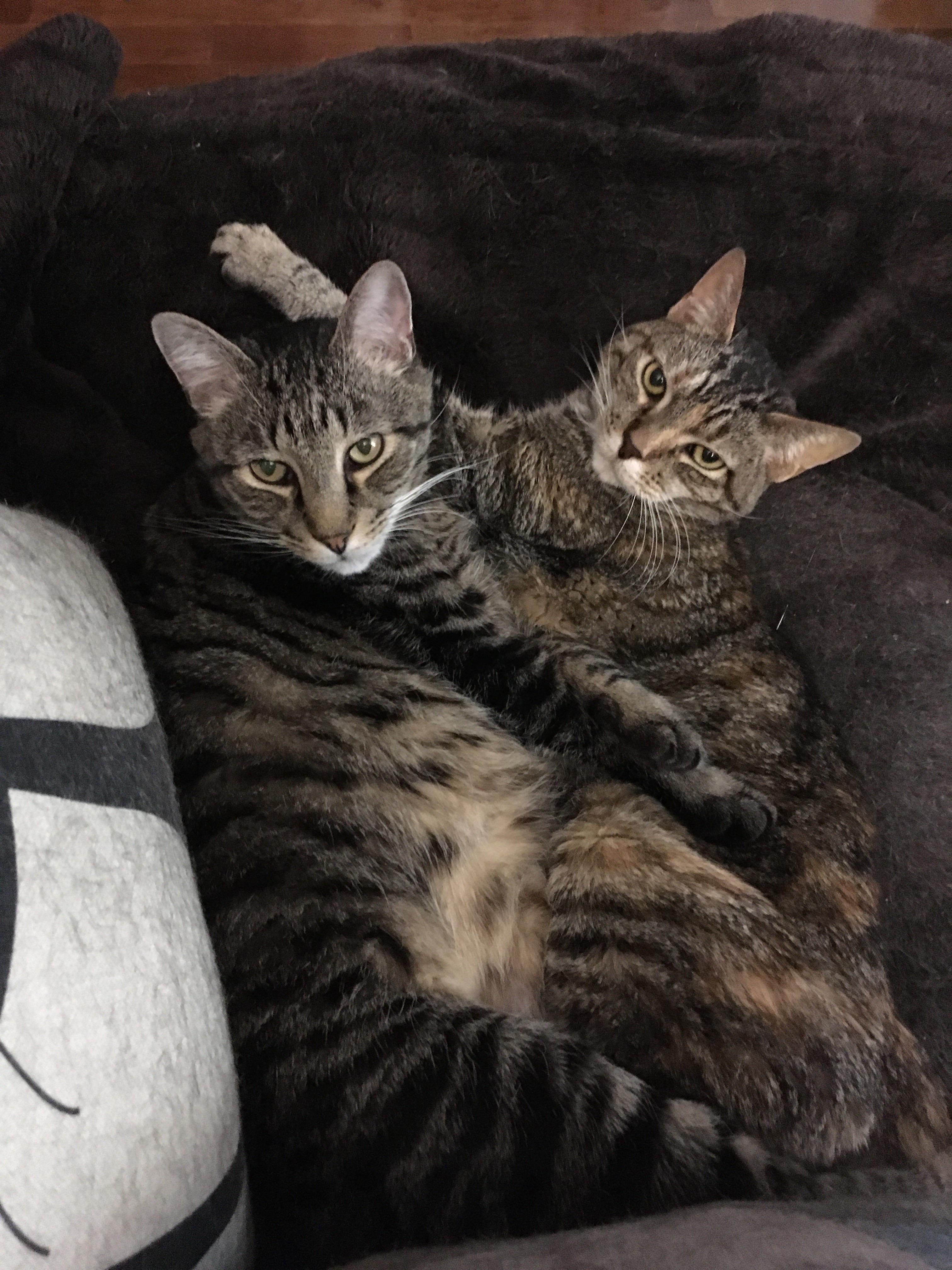 “How dare you interrupt the cuddlepuddle!” | Scrolller