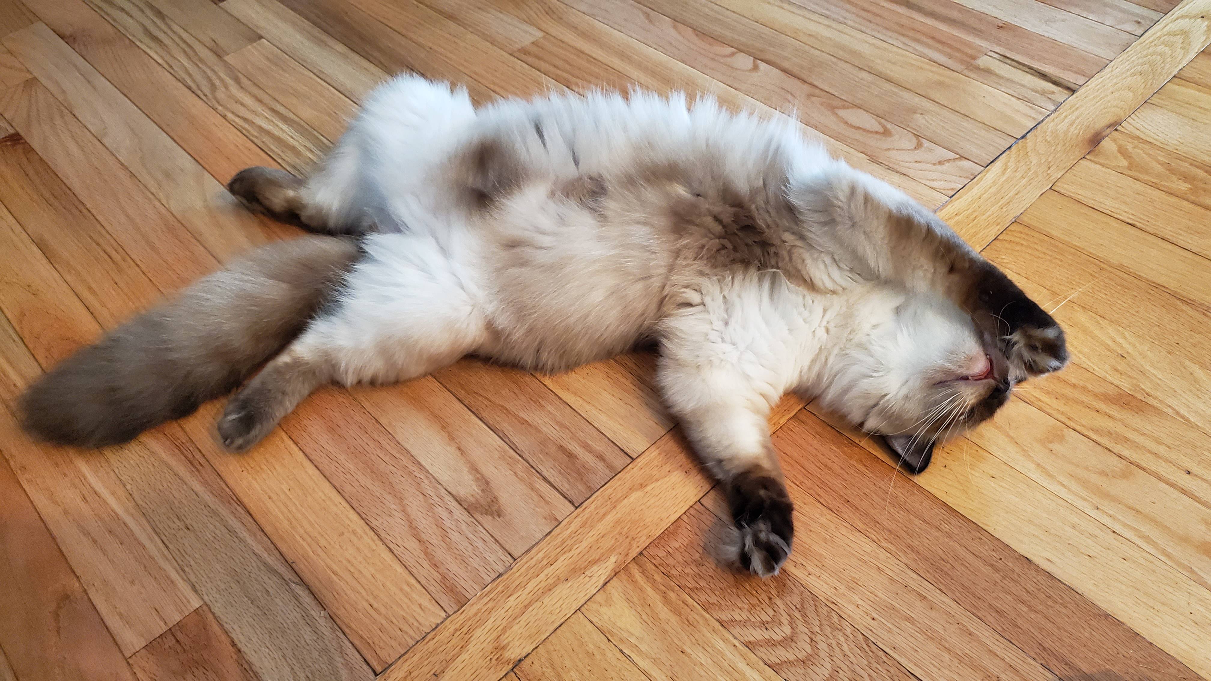 How my ragdoll tells me he wants his belly rubbed. | Scrolller