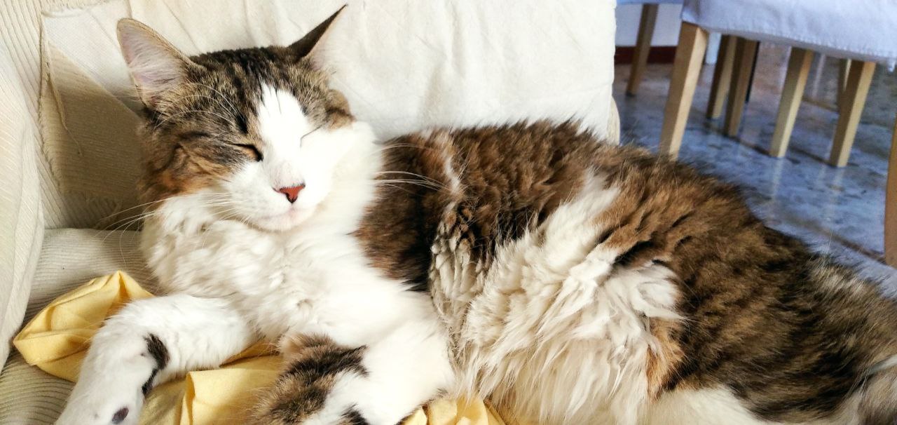 How nice to sleep on this sofa | Scrolller