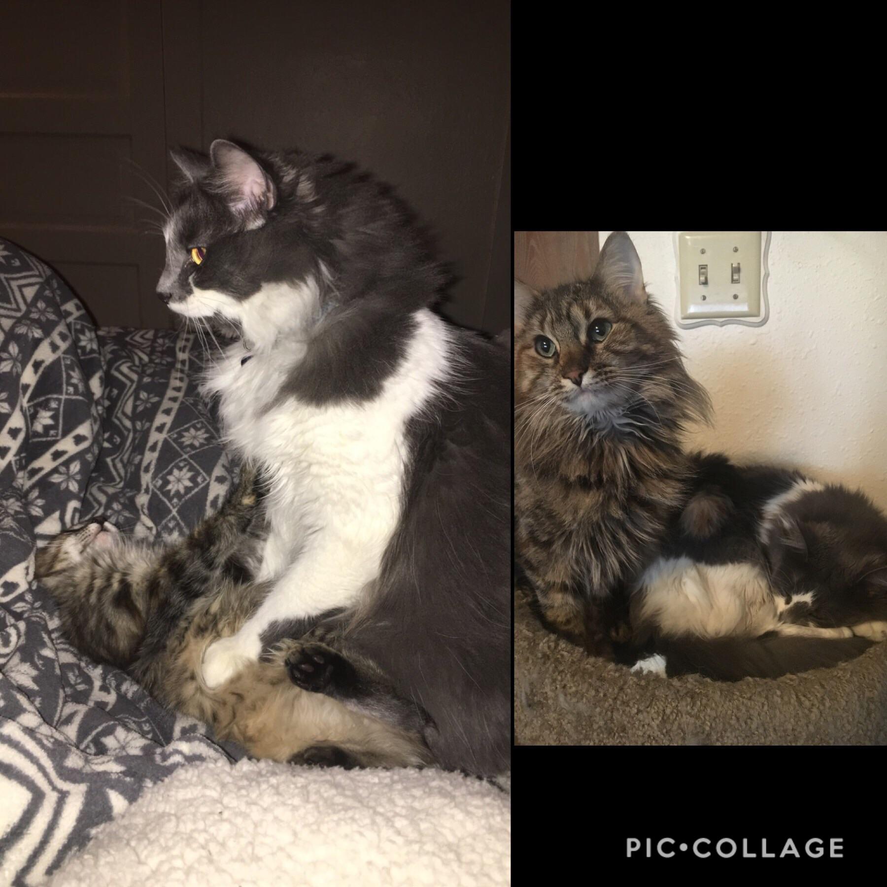 How Poe felt two years ago when we brought her home a little sister, vs. today when they are ...