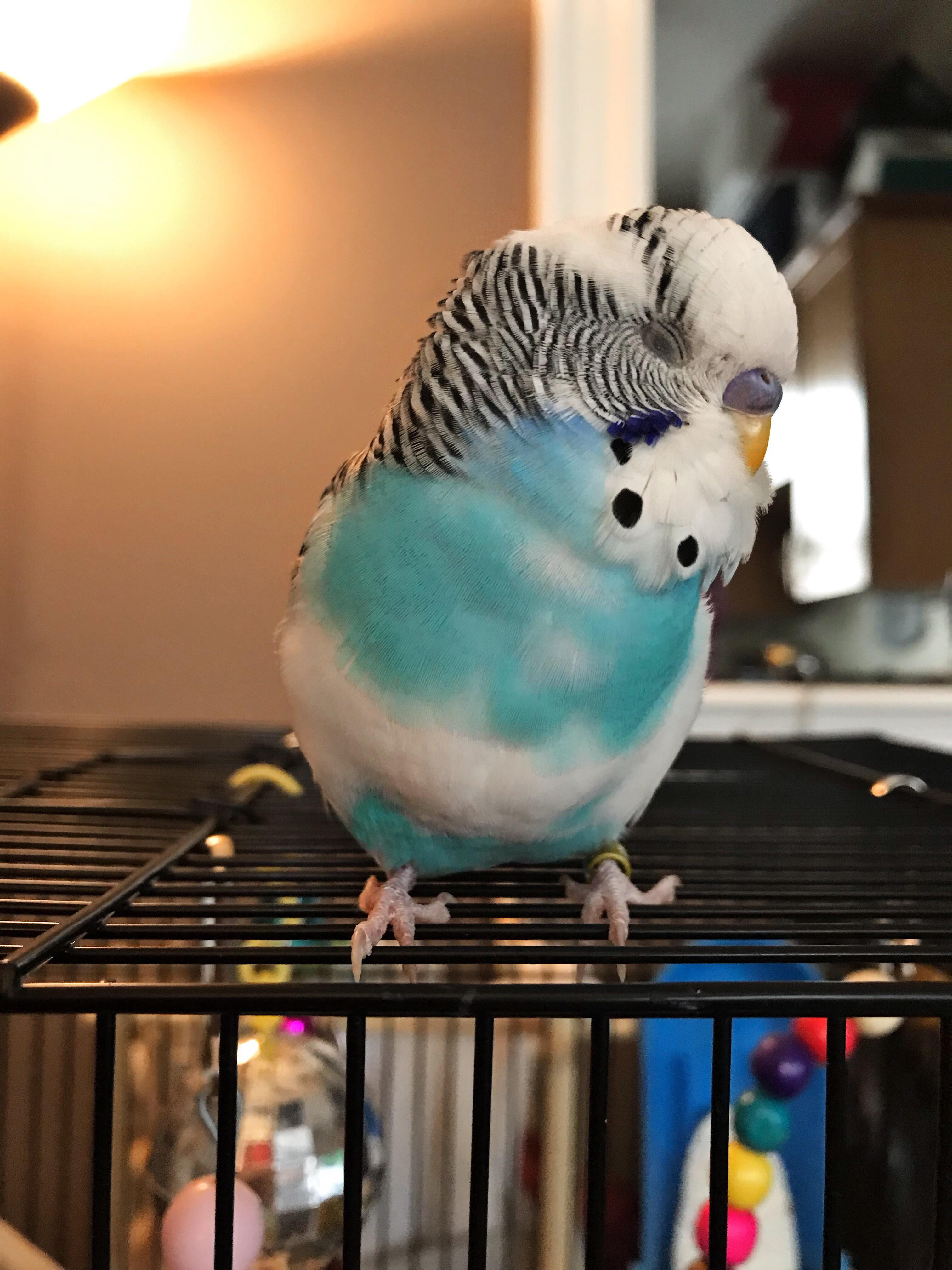 How sleepy are you on a scale of one to birb? | Scrolller