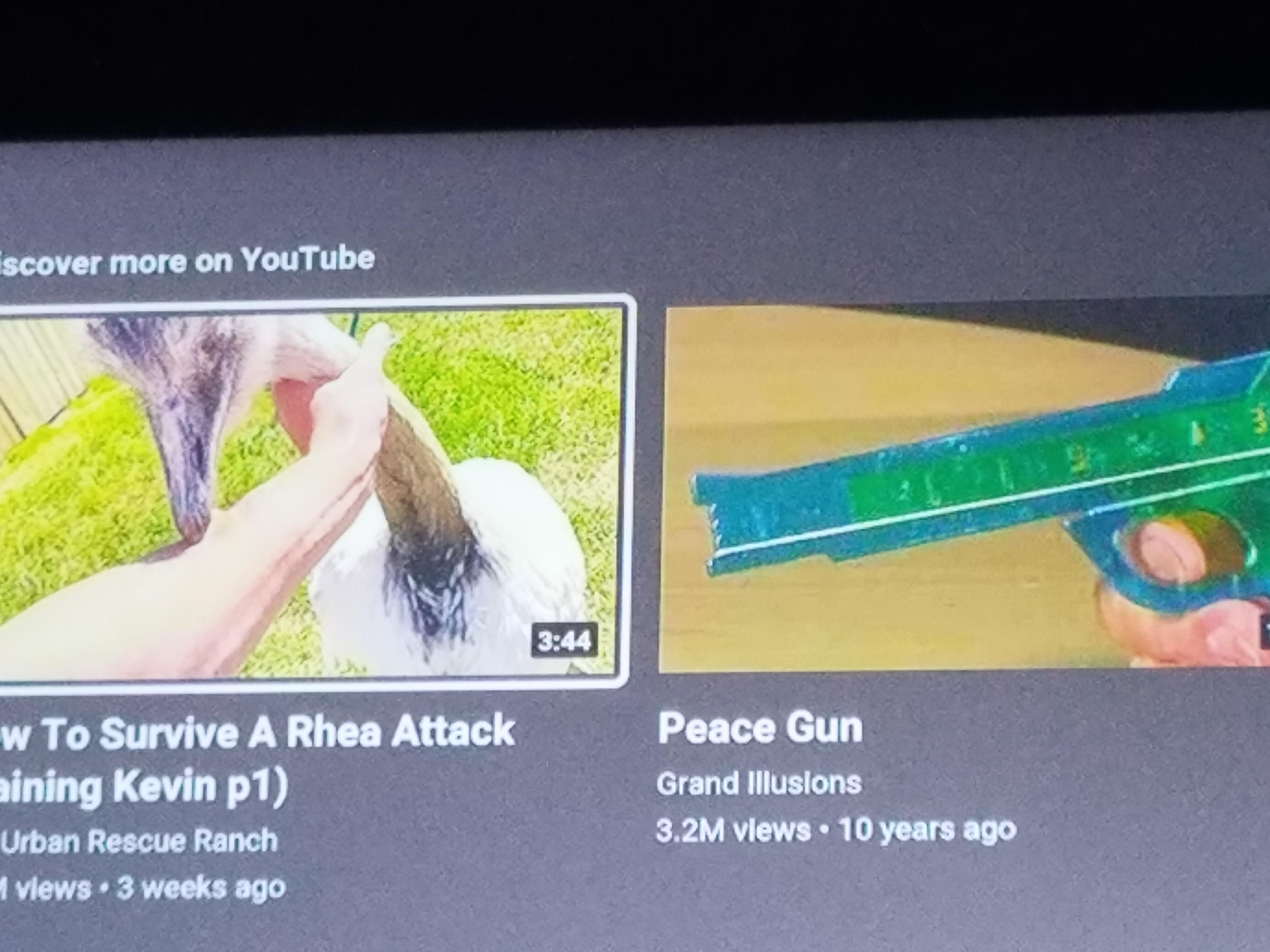 How to survive a Rhea attack | Scrolller