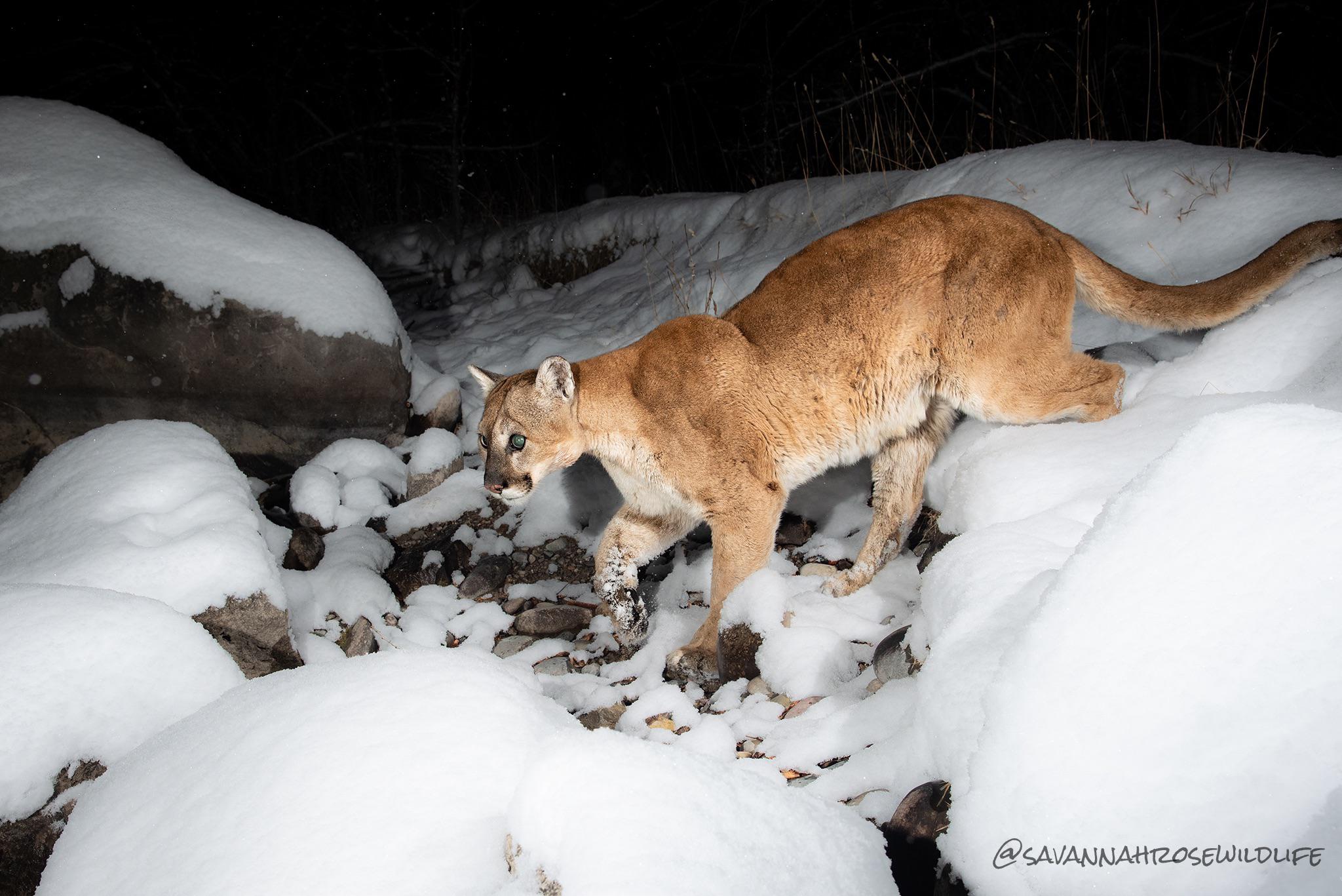 A 14 year old female Mountain lion walks by my DSLR camera trap in NW WY. | Scrolller
