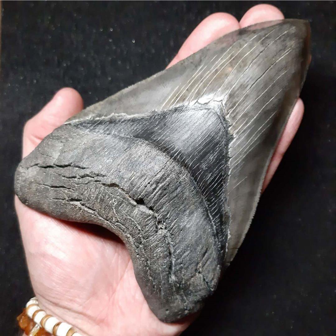 Huge 6.34" Otodus megalodon shark tooth from the Miocene of South Carolina 🦈 | Scrolller