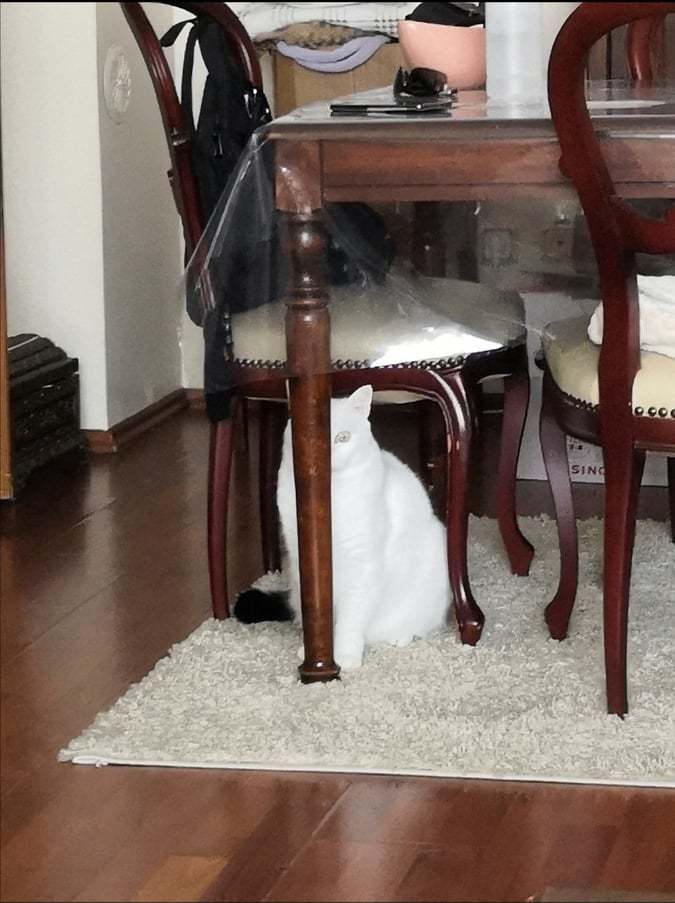 Human Scaning (stealth level 100) | Scrolller