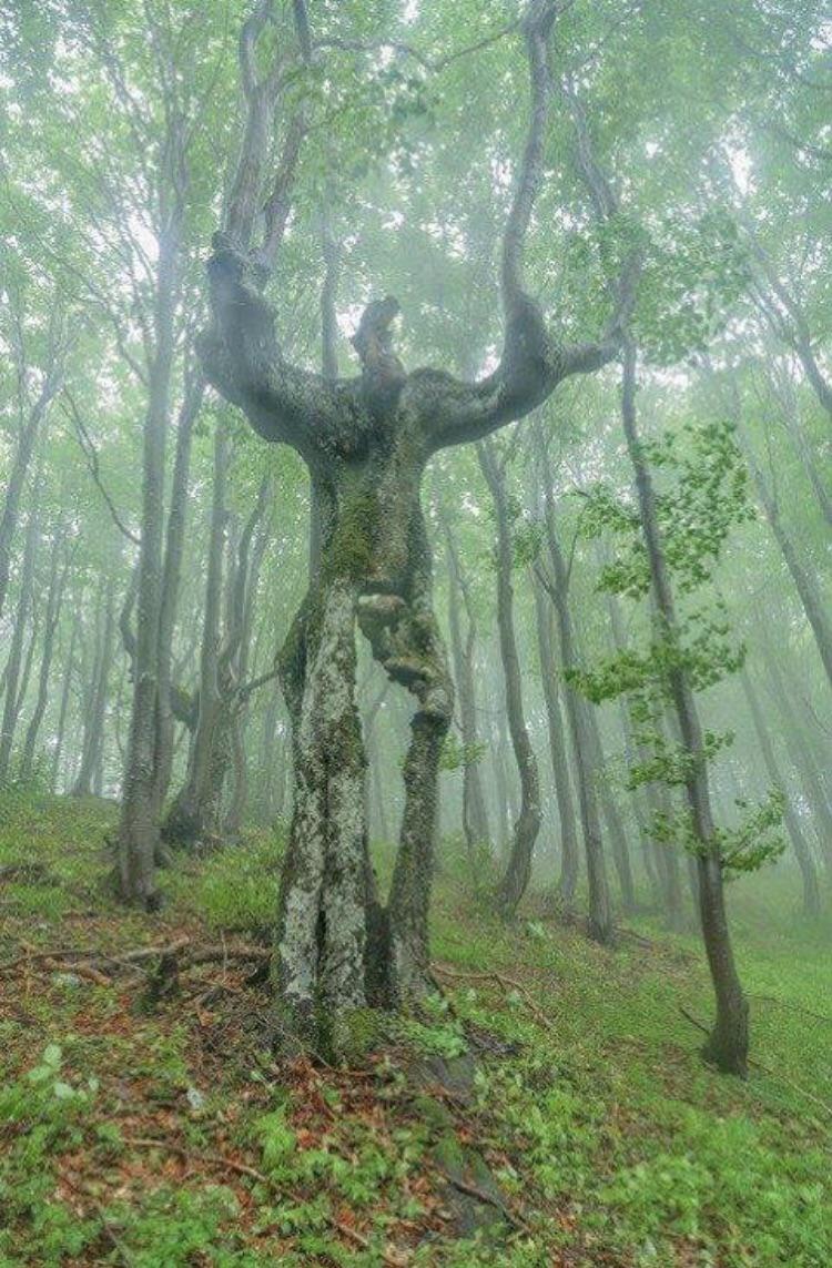 Human tree | Scrolller