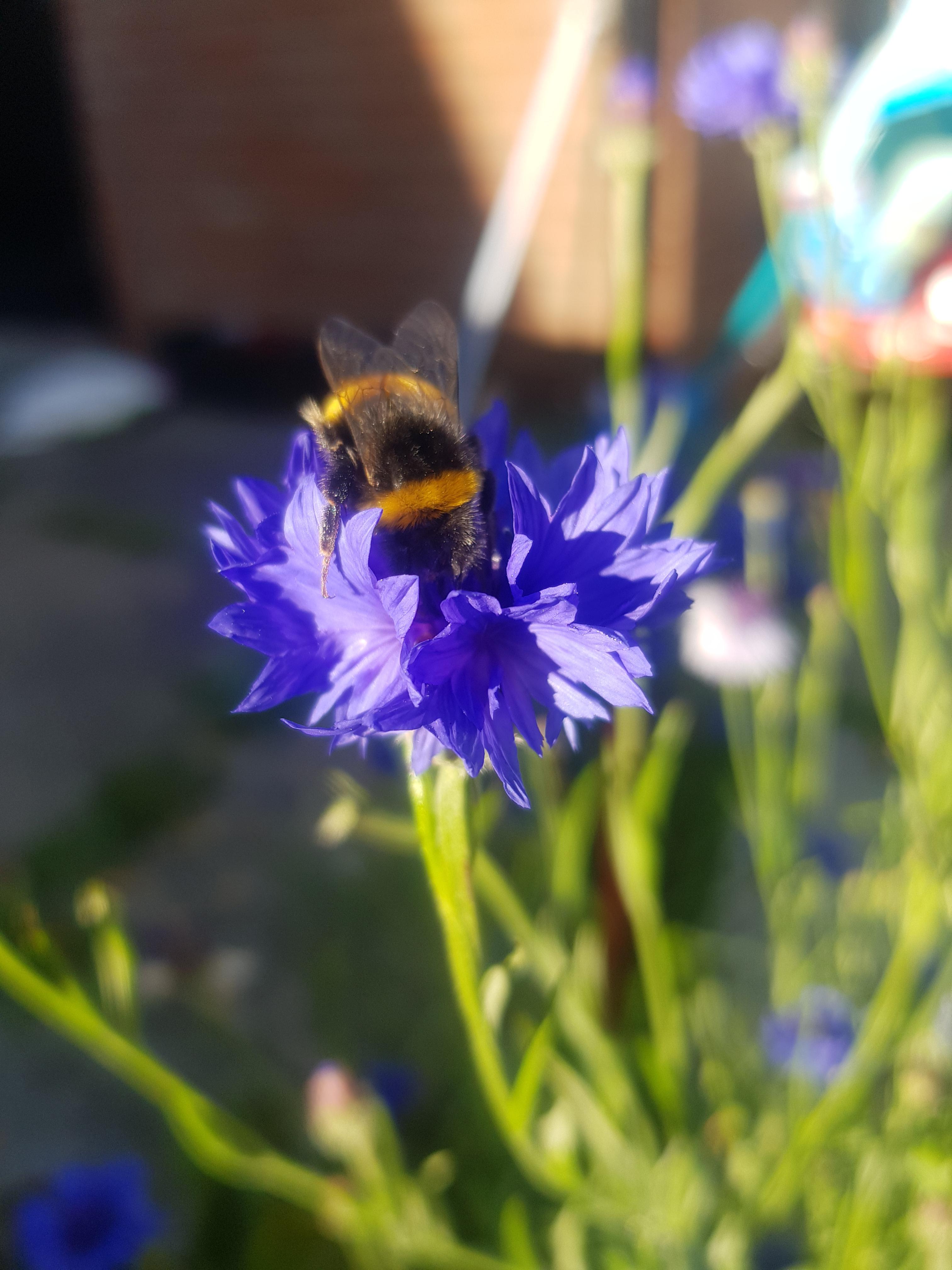 Humble Bumble Bee Enjoying Breakfast | Scrolller