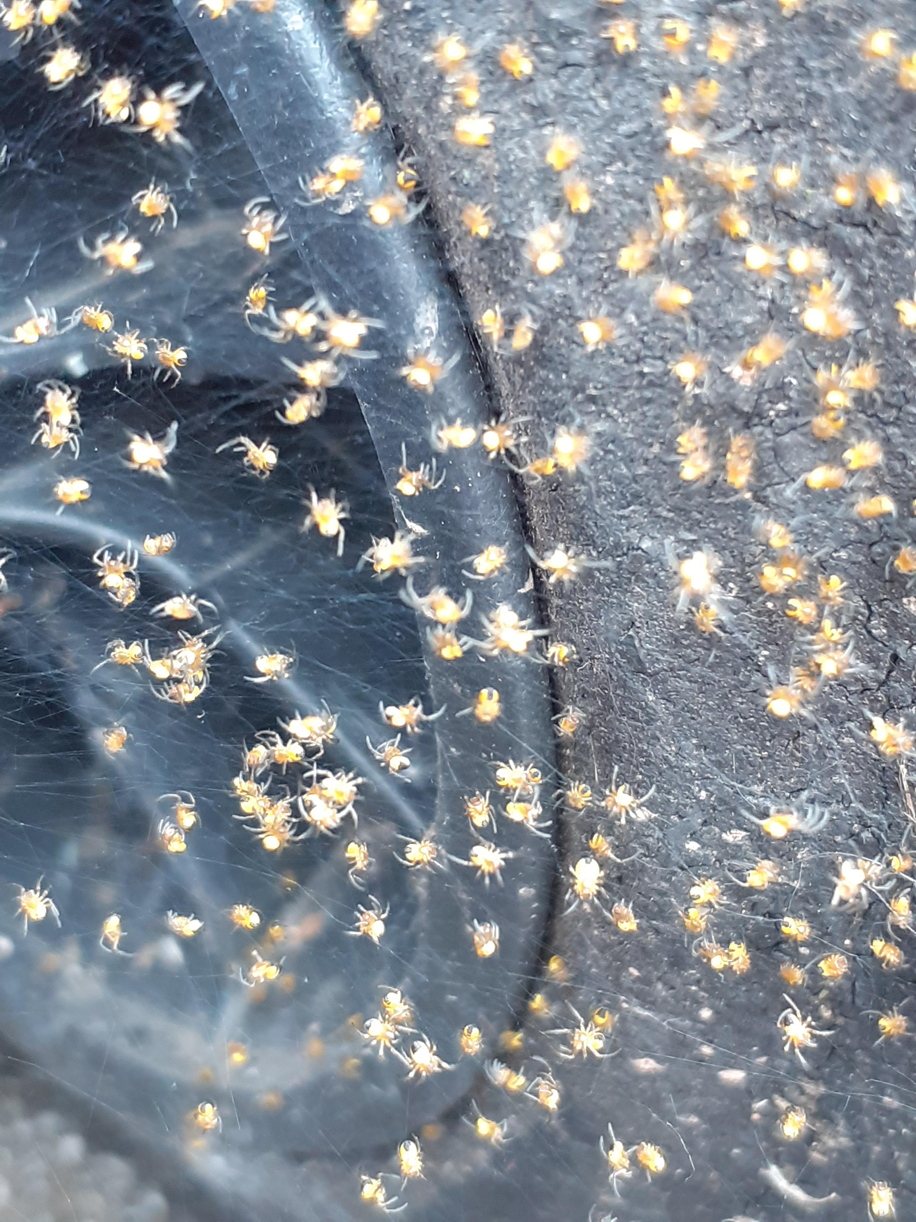 Hundreds of baby garden spiders, UK | Scrolller