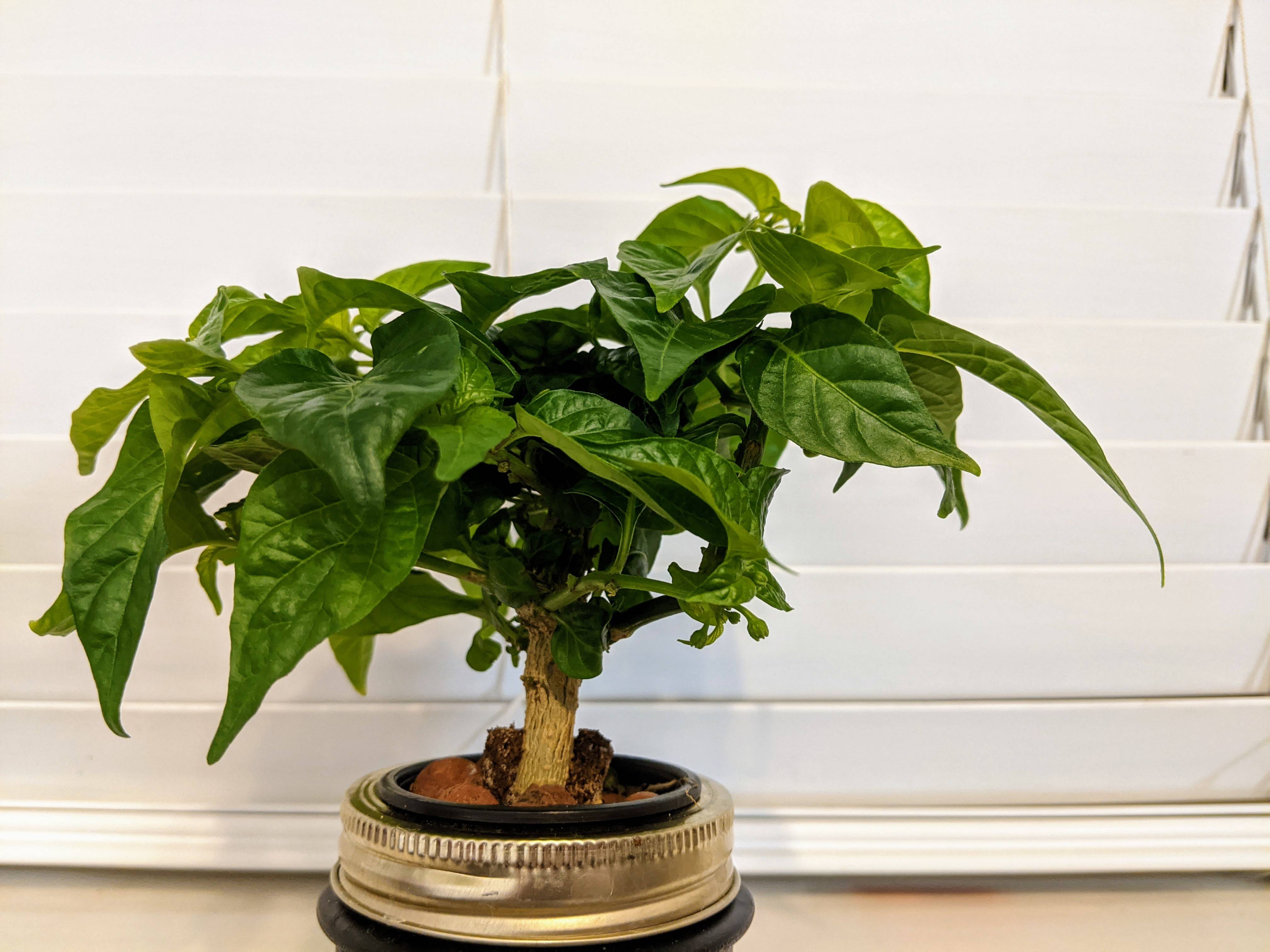 Hydro Scotch Bonnet Bonchi | Scrolller