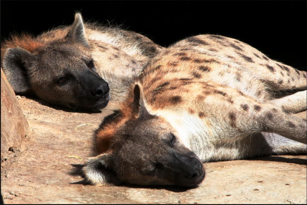 Hyenawww | Scrolller