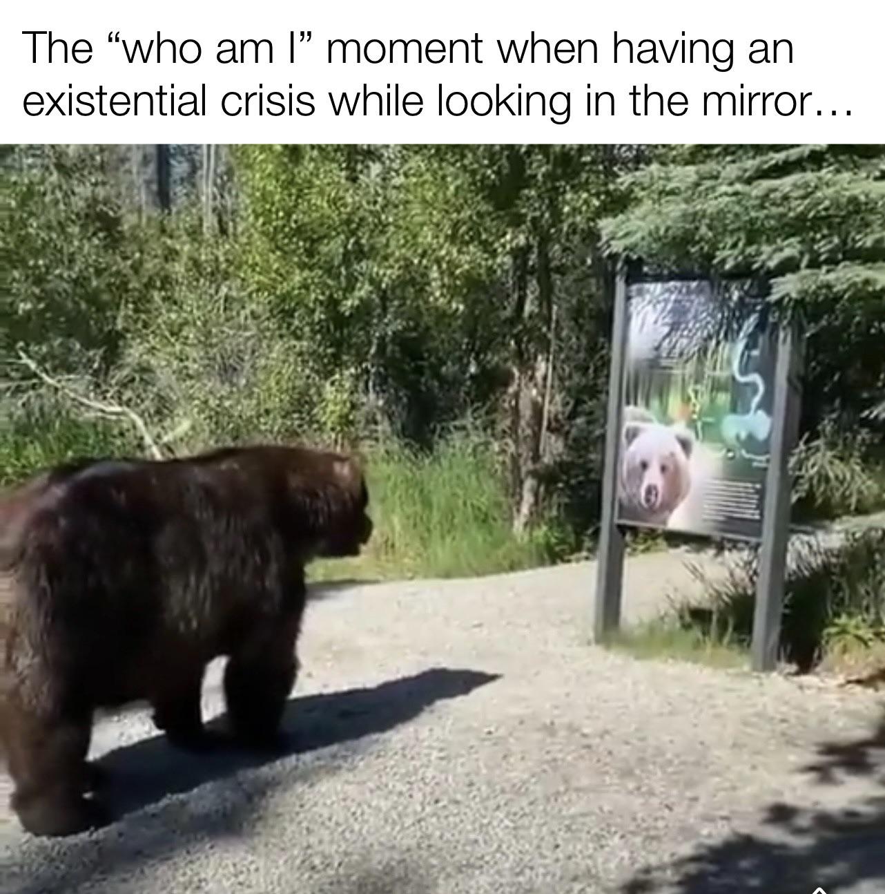 I am bear! | Scrolller