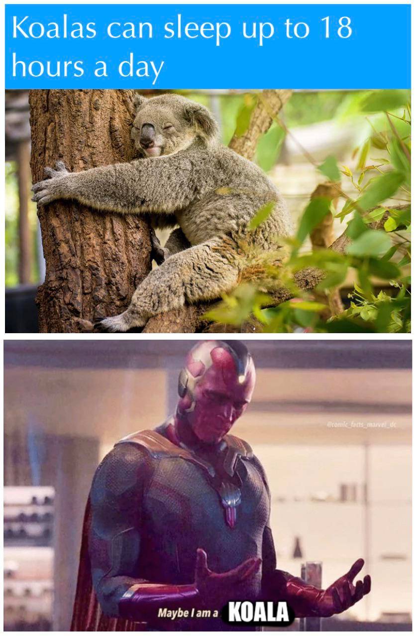 I am koala on weekends | Scrolller