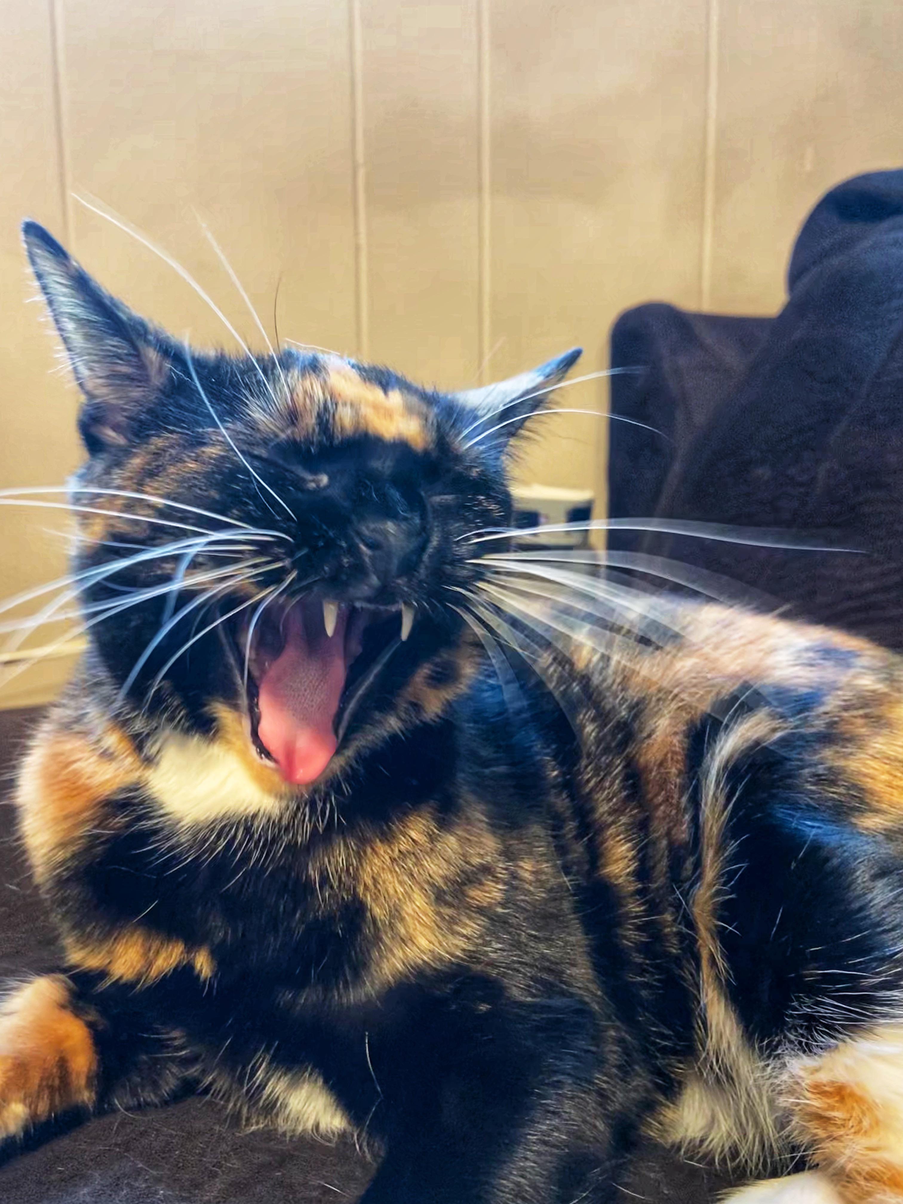 I am Tortie, hear me ROAR! | Scrolller