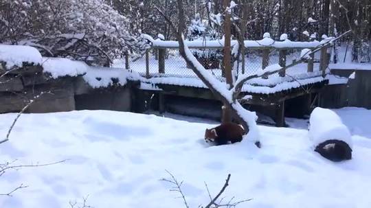 I attacks and I wins! | Scrolller