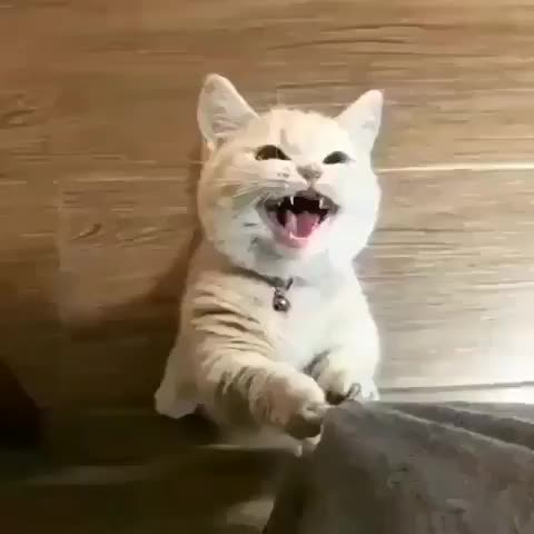 I demand pets hooman | Scrolller