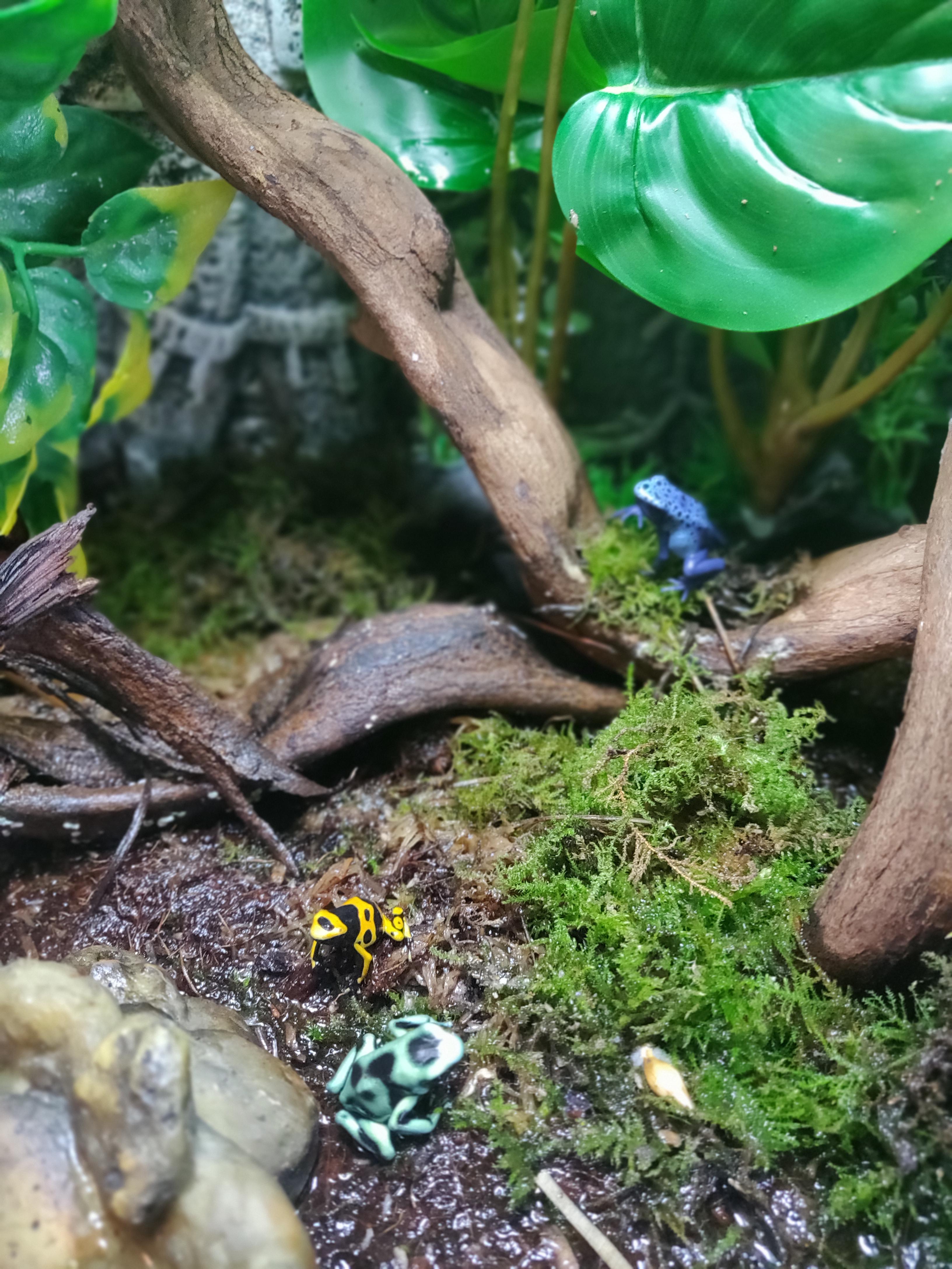 🔥 I finally got Poison Dart Frogs | Scrolller