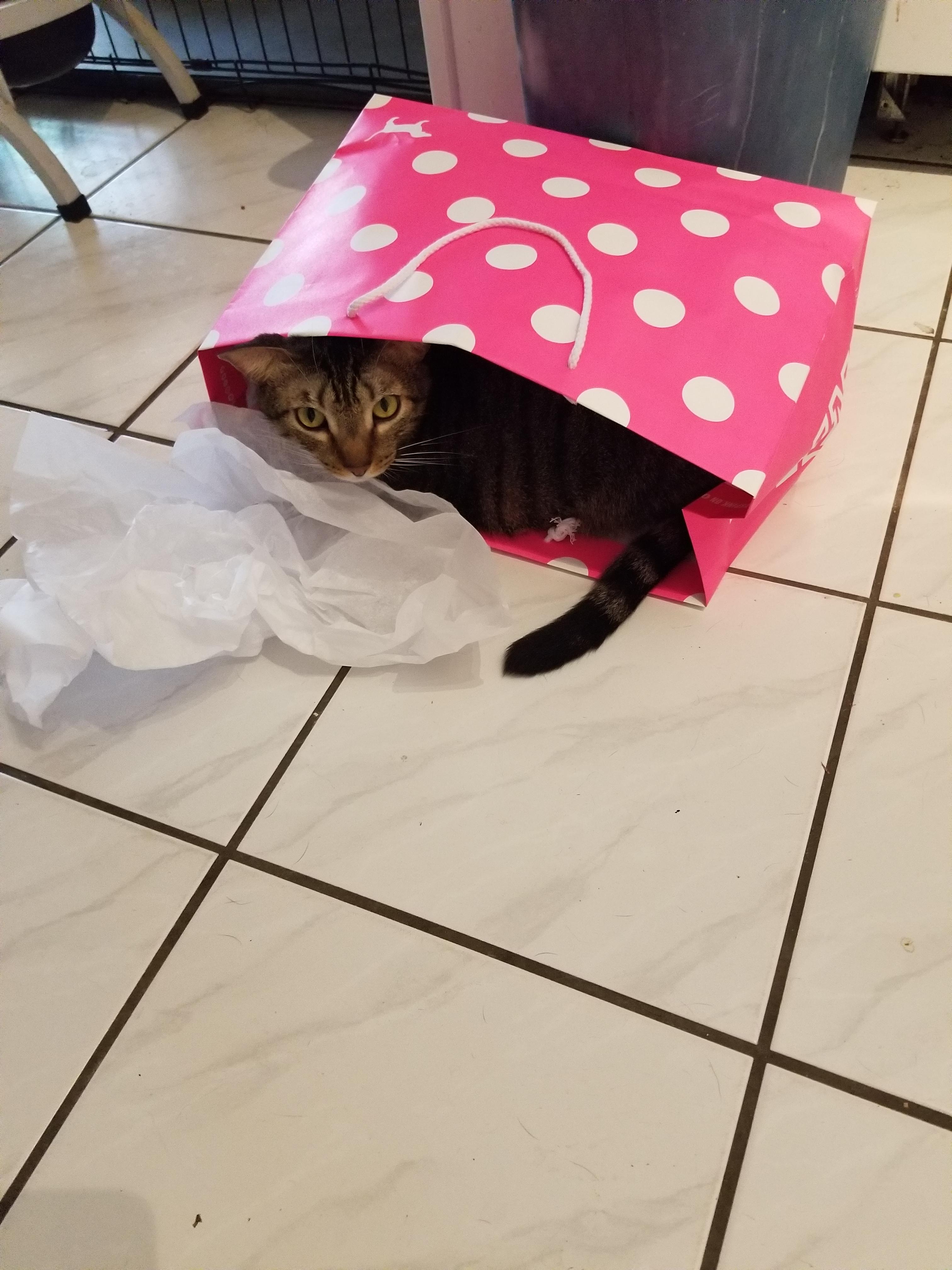 I fit, so I sit. | Scrolller