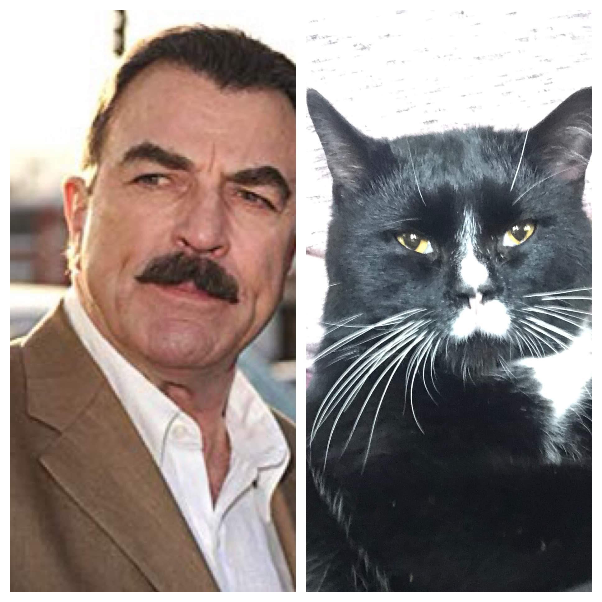I give you Selleck the cat! | Scrolller