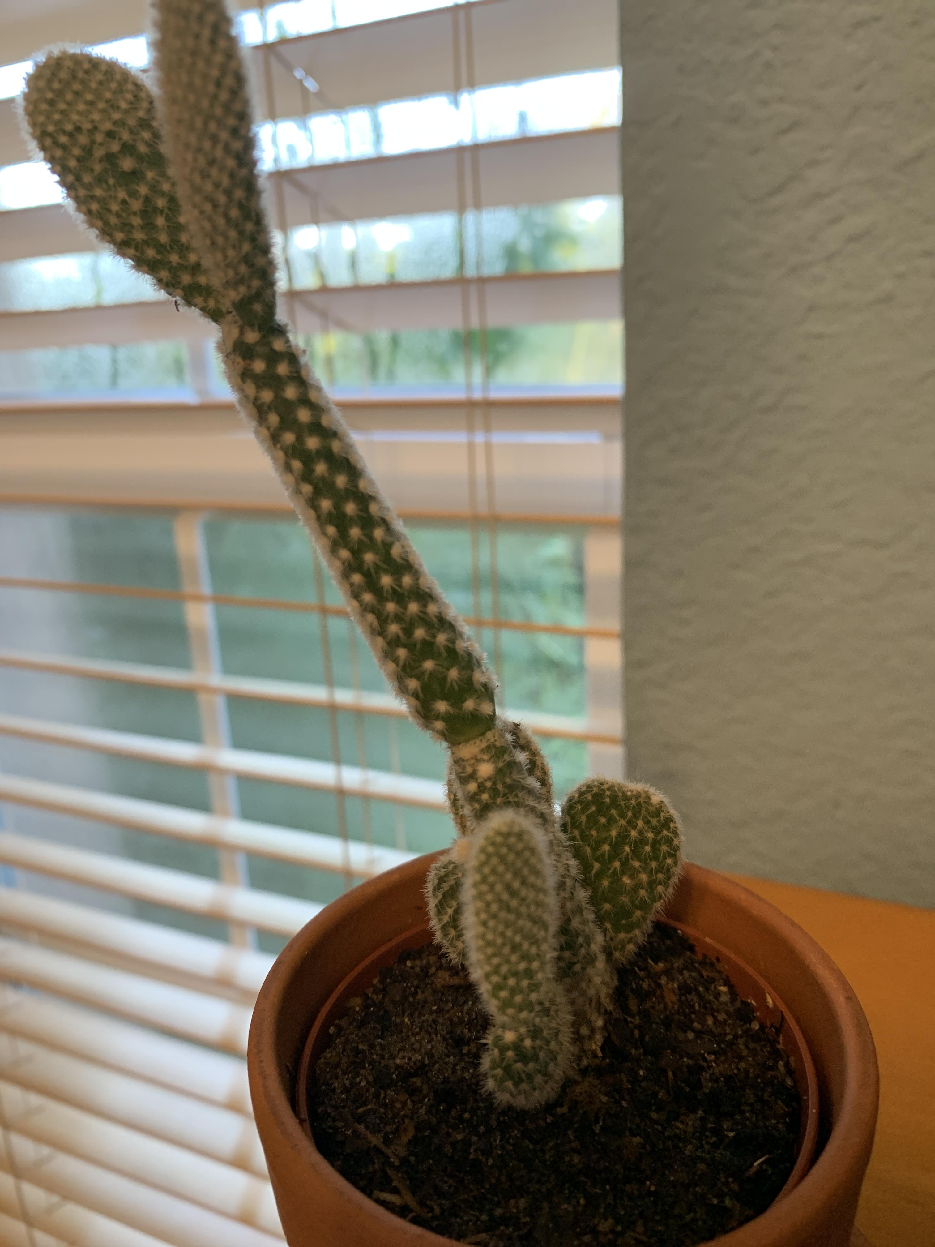 i got a cactus for my birthday lmao im so happy | Scrolller