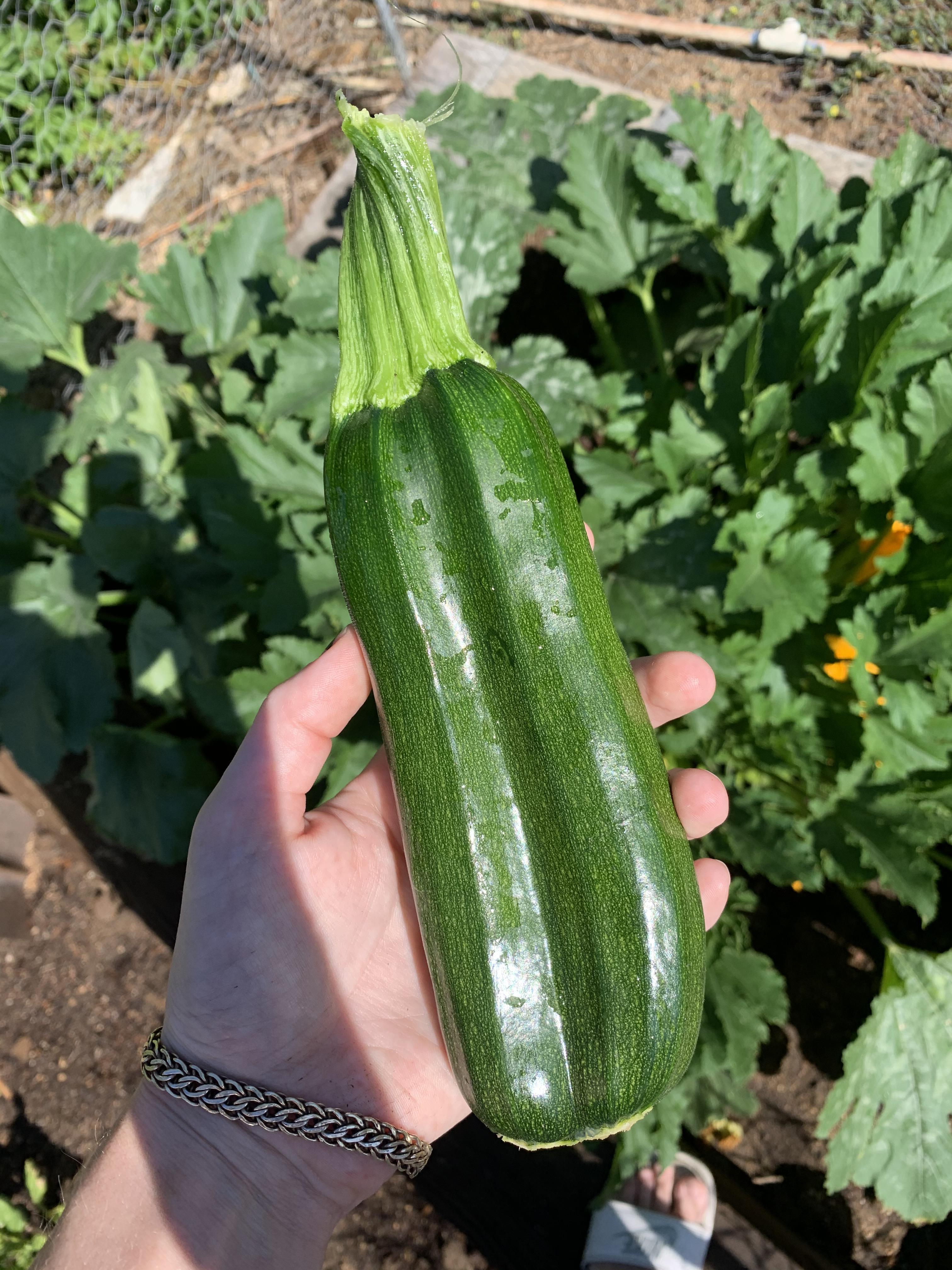 I got a conjoined twin zucchini! | Scrolller