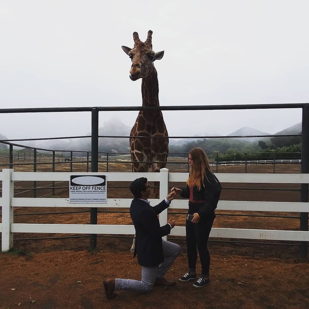 I got to propose under Stanley the Giraffe (she said yes!) | Scrolller