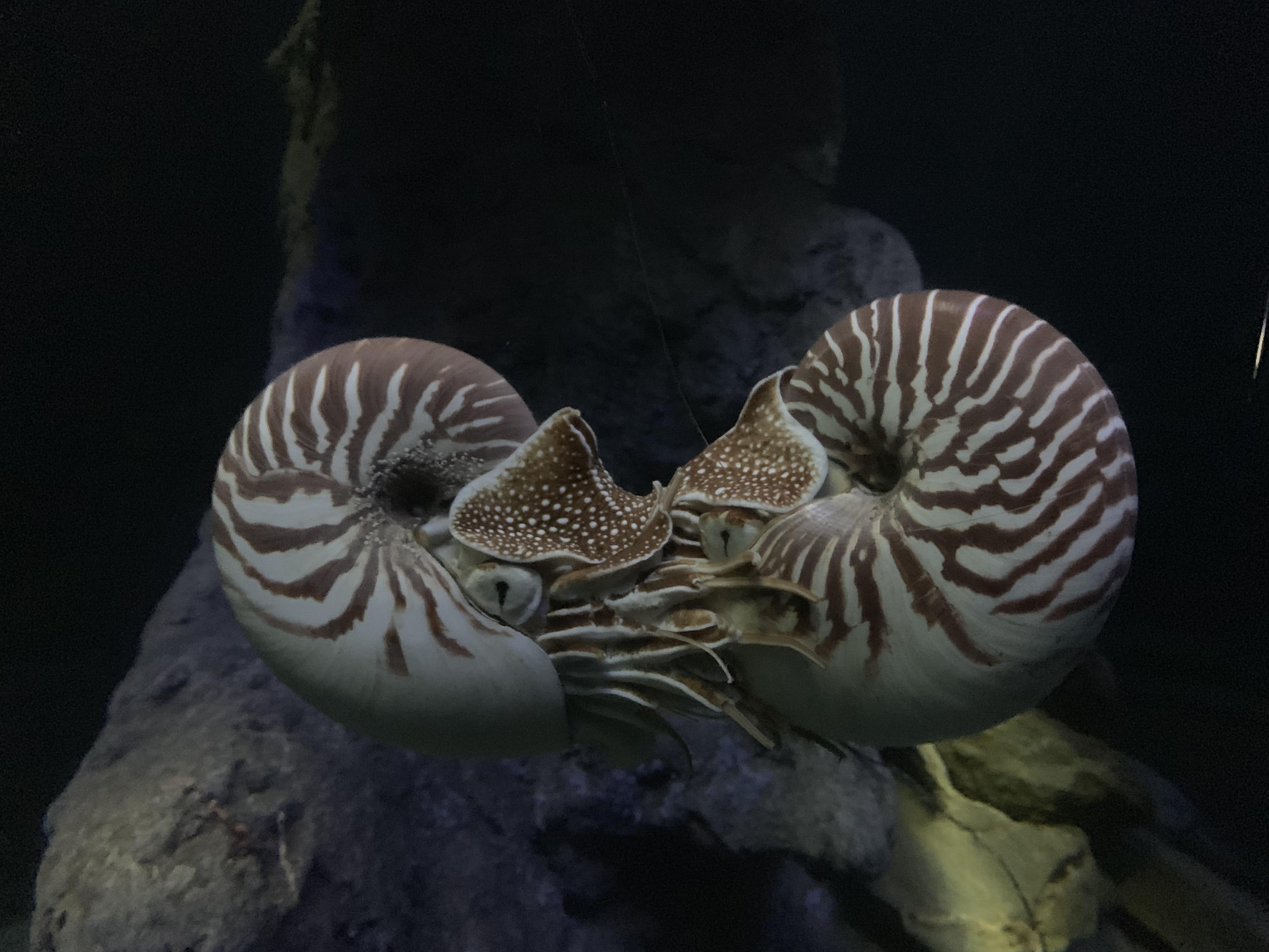 I got to see Nautilus at the Aquarium des lagons in Noumea, New Caledonia. They were amazing ...