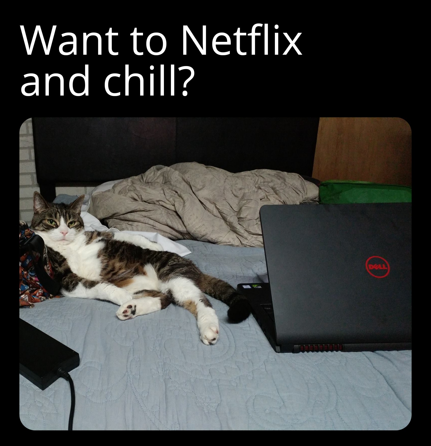 I had to meme my friend cat! | Scrolller