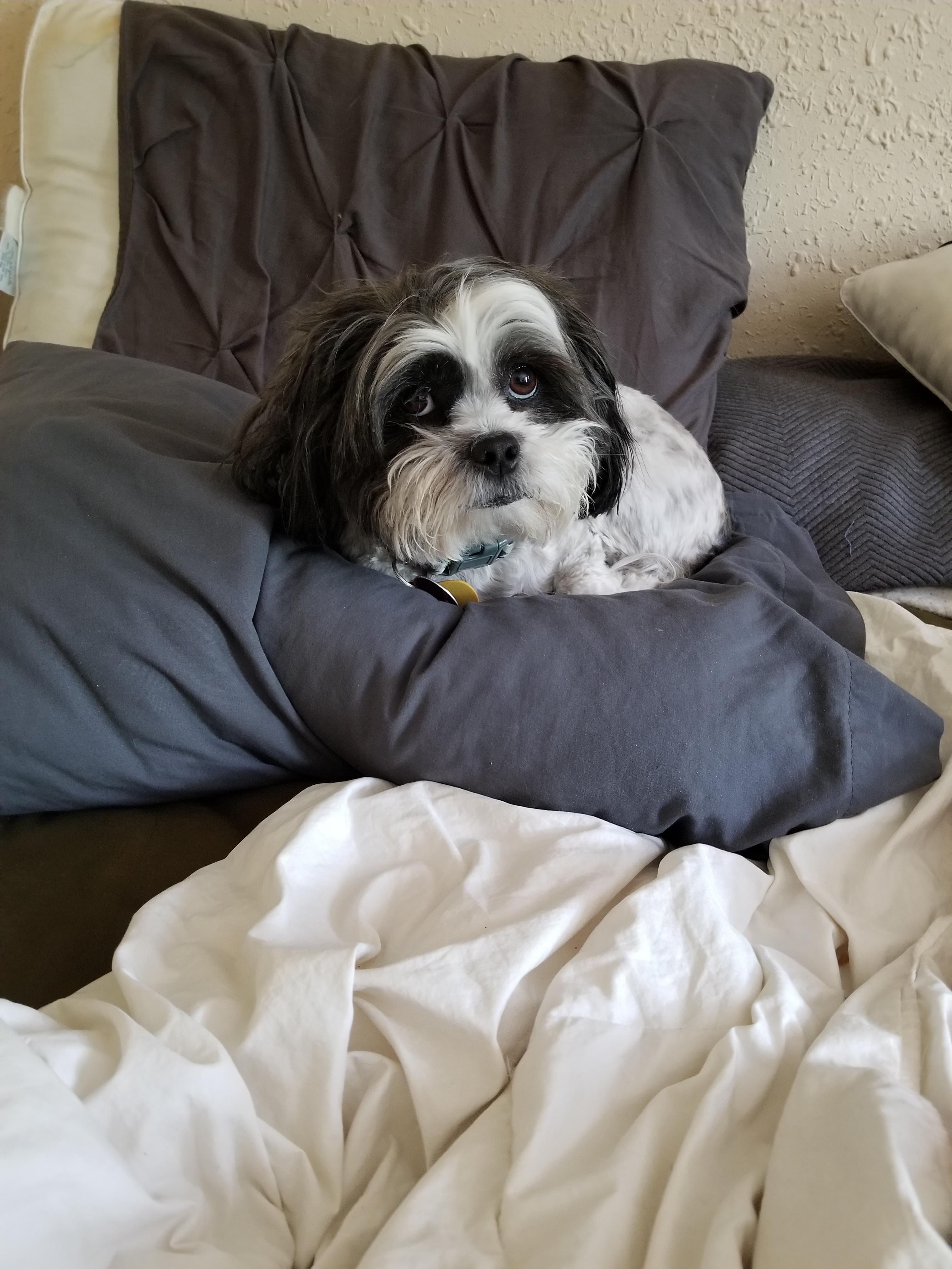 I have bed bugs | Scrolller