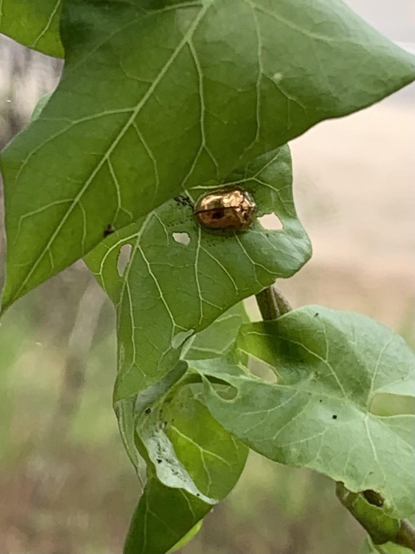 I have never seen a golden beetle before. N California, Sierra ...