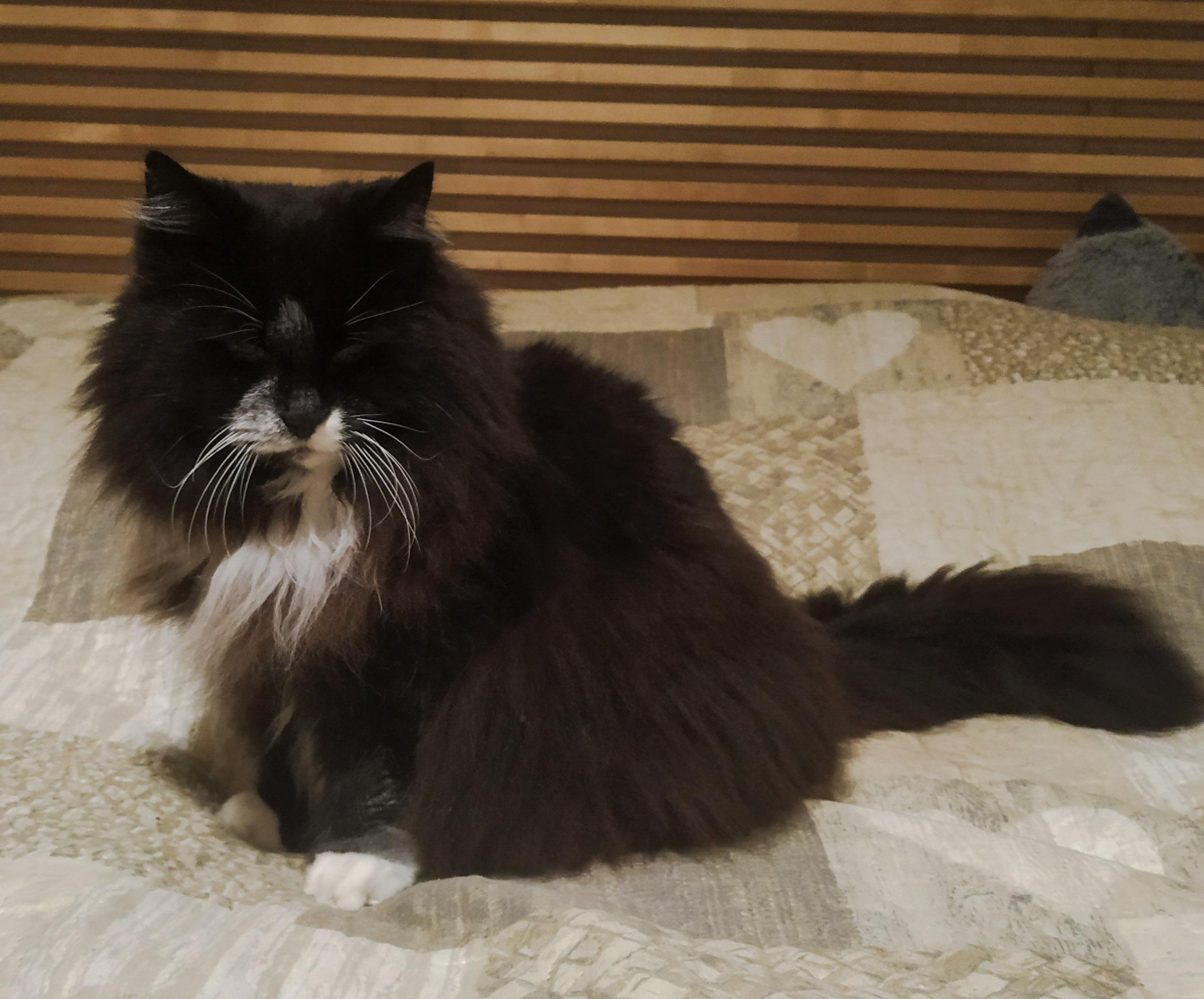 I hereby proclaim you my daemon | Scrolller