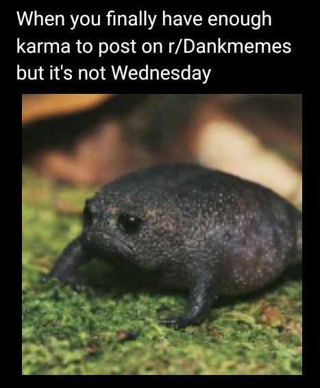 I just like frogs, okay? | Scrolller