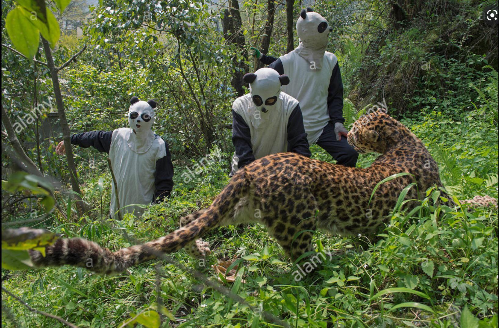 i just searched up "panda picture" lmao | Scrolller