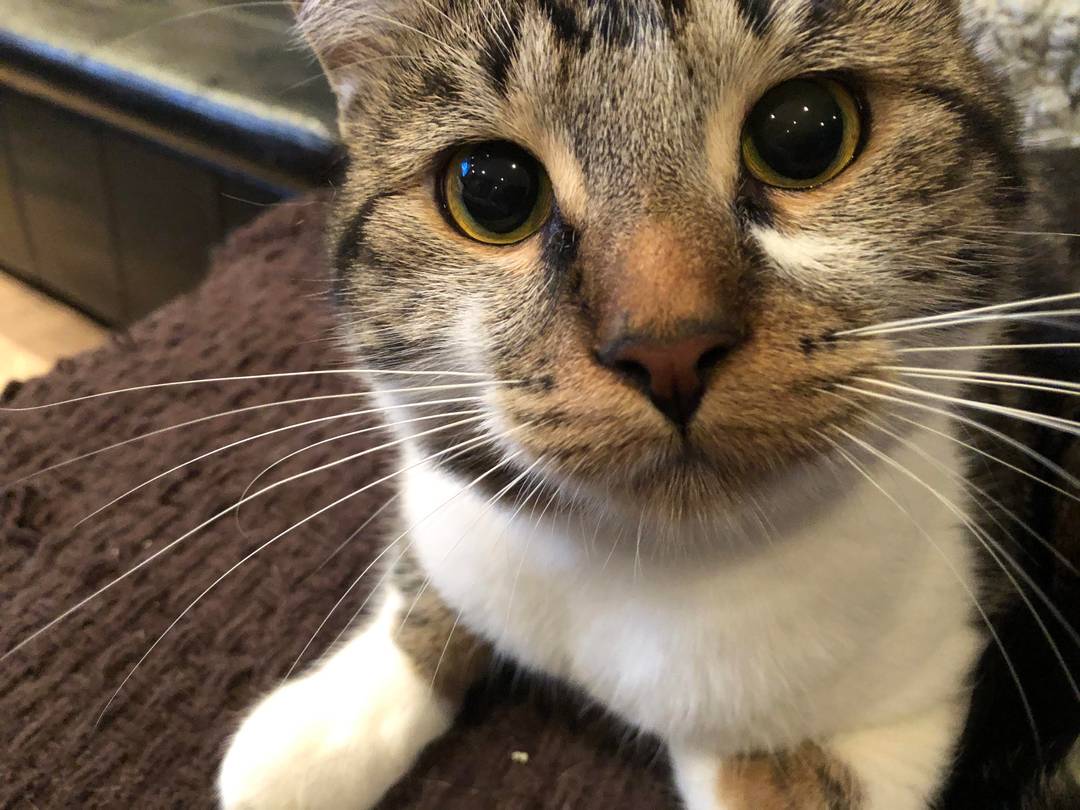 I just want to squeeze his squishy face, such a handsome lad. | Scrolller