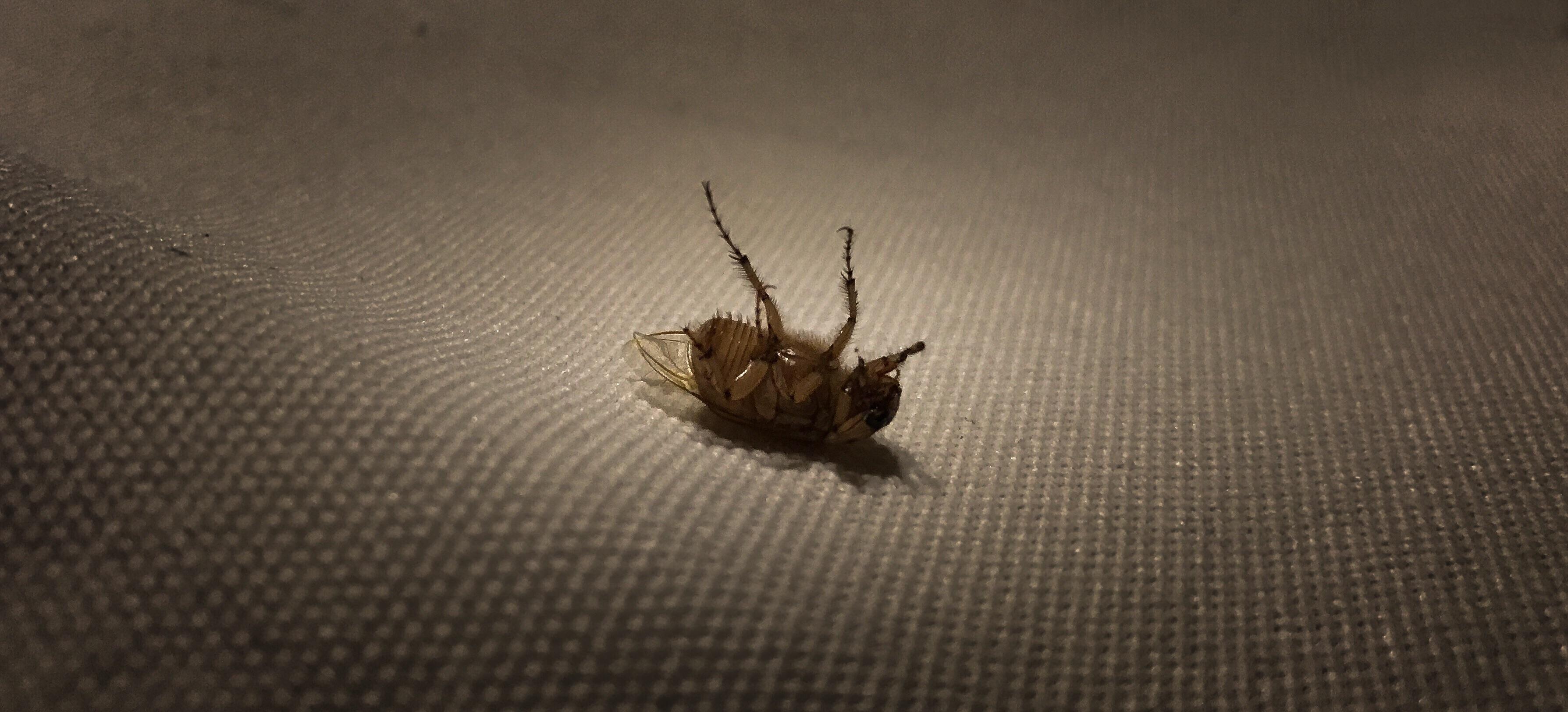 I Killed Bugs | Scrolller