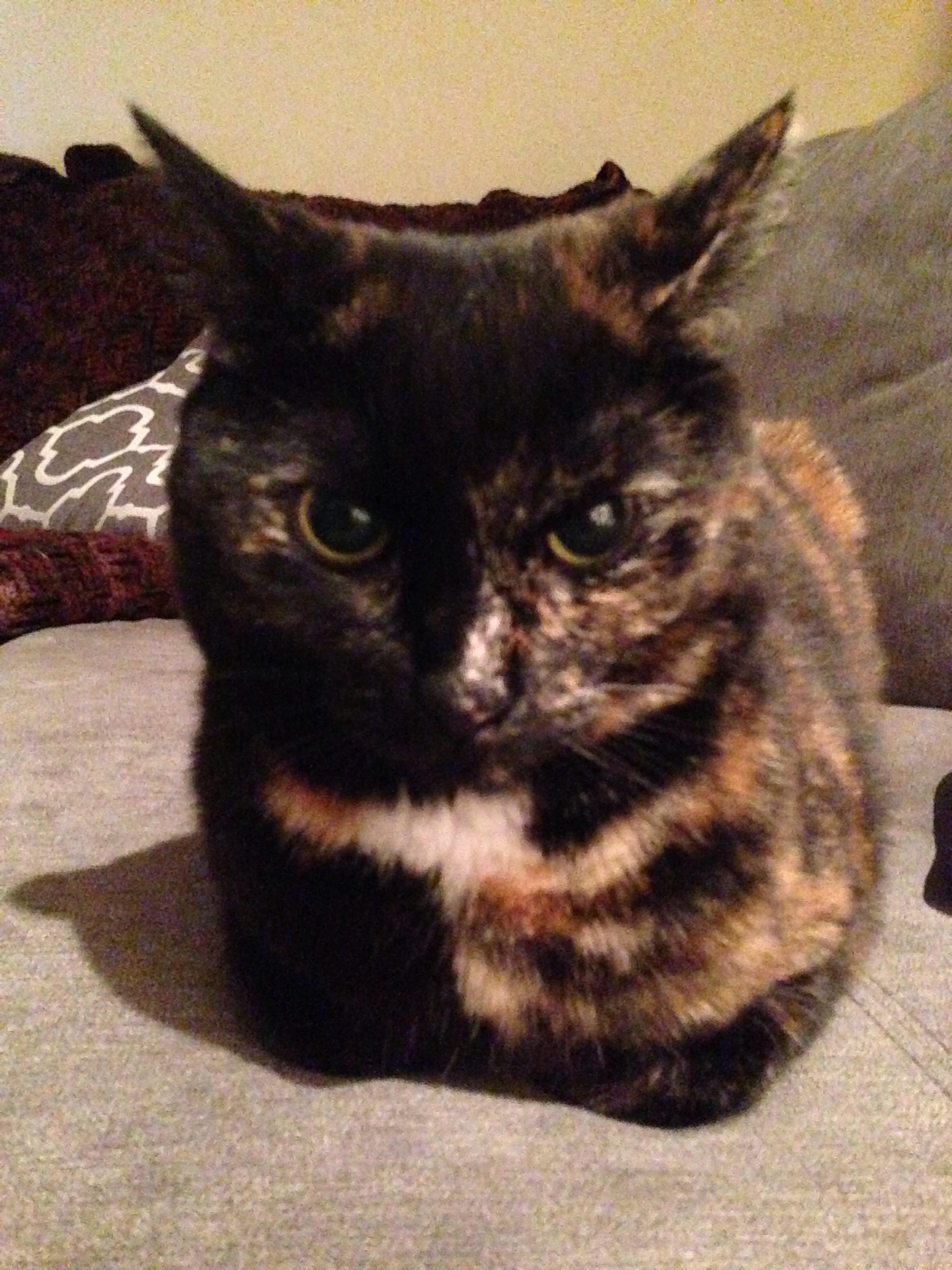 I loaf my owl cat. | Scrolller