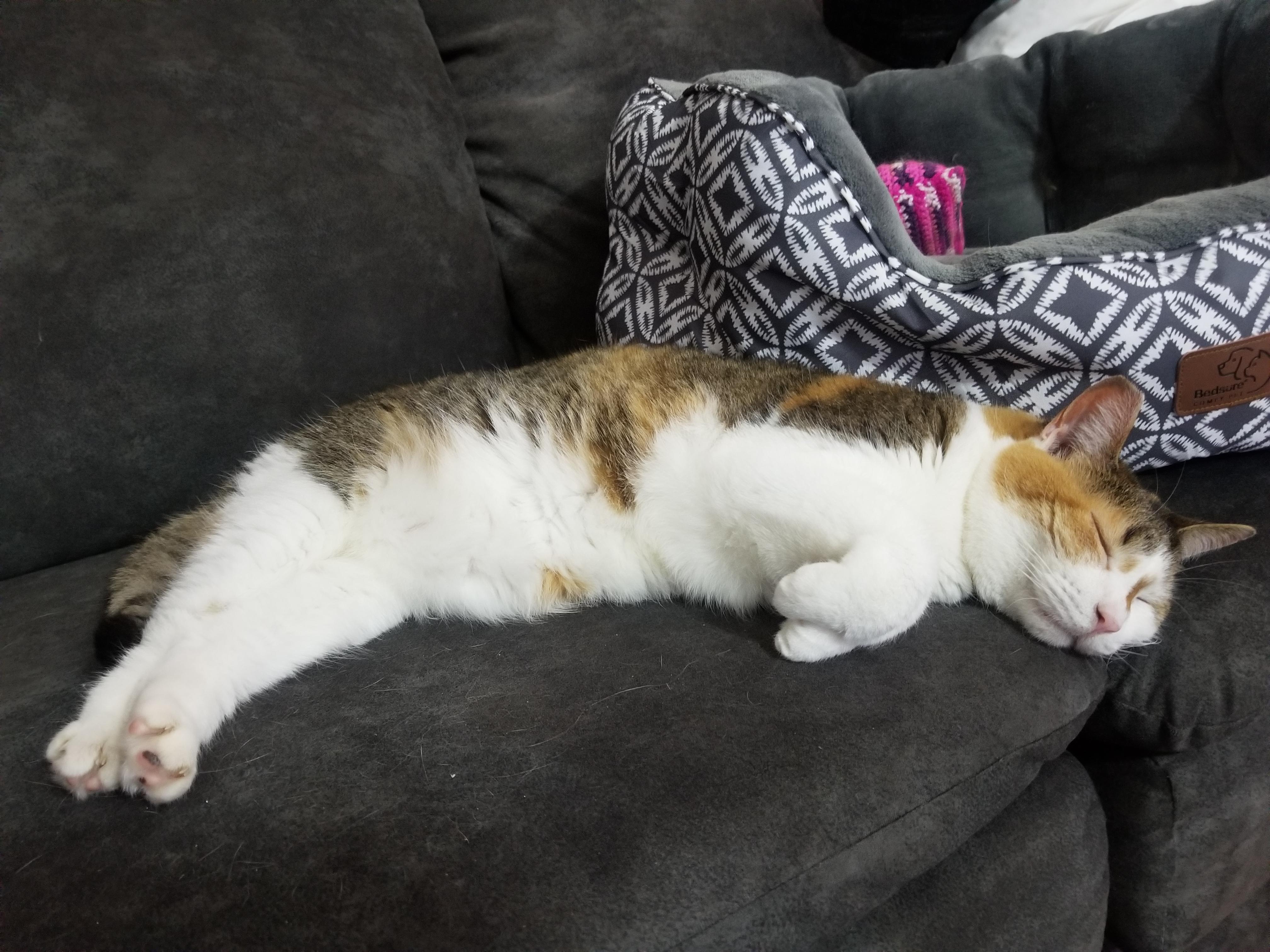 I love Artemis' squishy sleep face. She's tuckered out from yelling at her brothers and sister ...