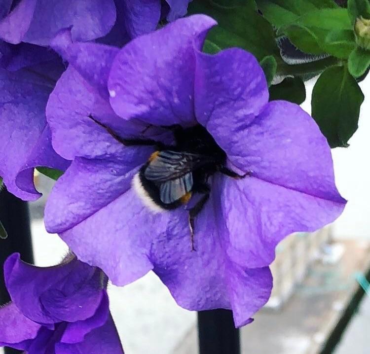 I love honey bees but bumblebee butts are the best | Scrolller