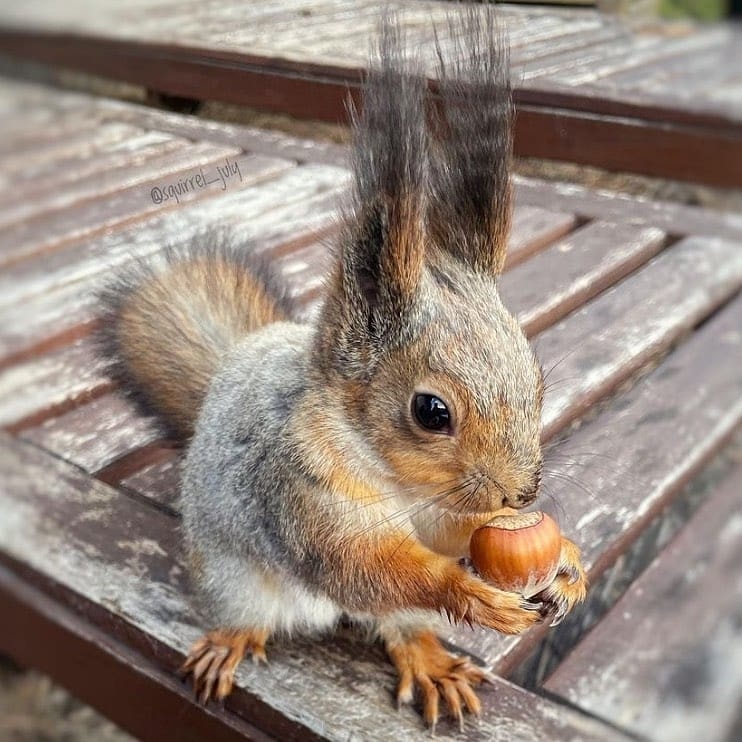 I love their little ear tufts🥰 don’t you? | Scrolller